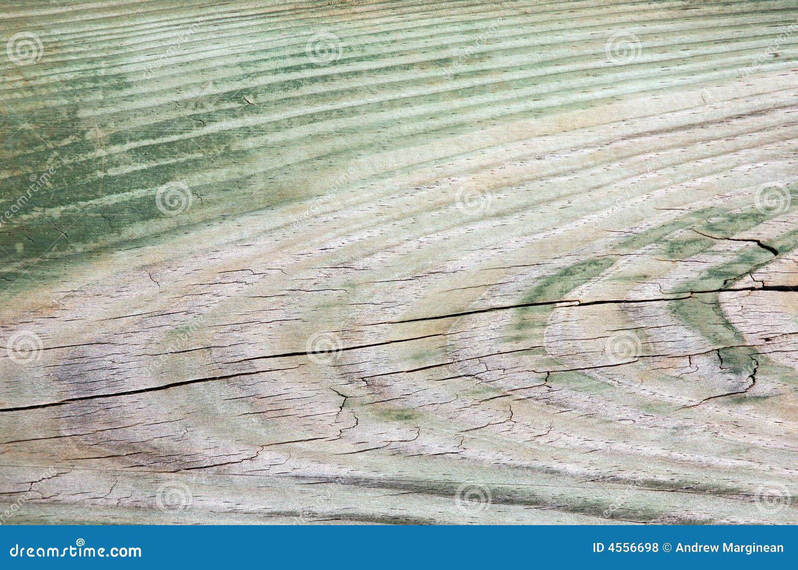 Green wood stock photo. Image of pattern, green, tree - 4556698