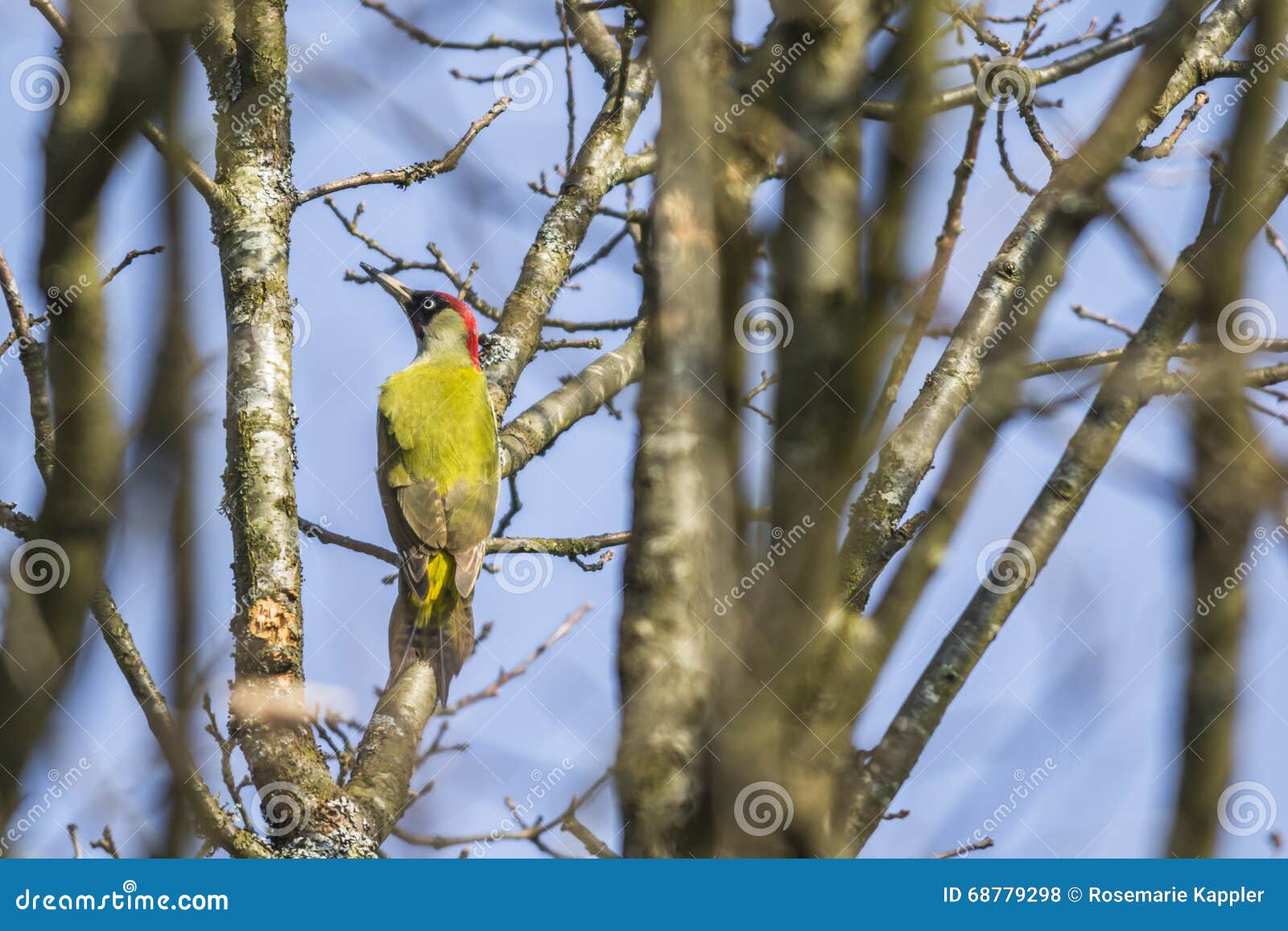Green Woodpecker (Picus Viridis) Stock Photo - Image of picus, tree ...