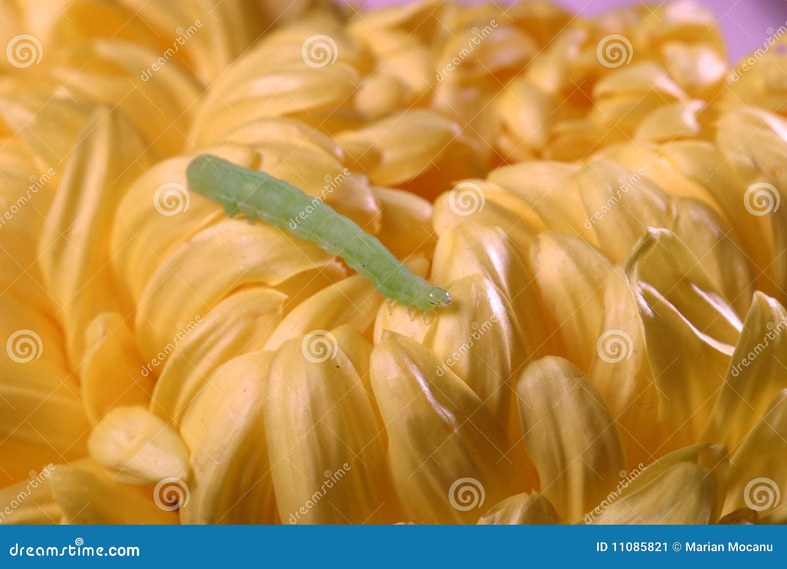 Green worm stock image. Image of wildlife, detail, petals - 11085821
