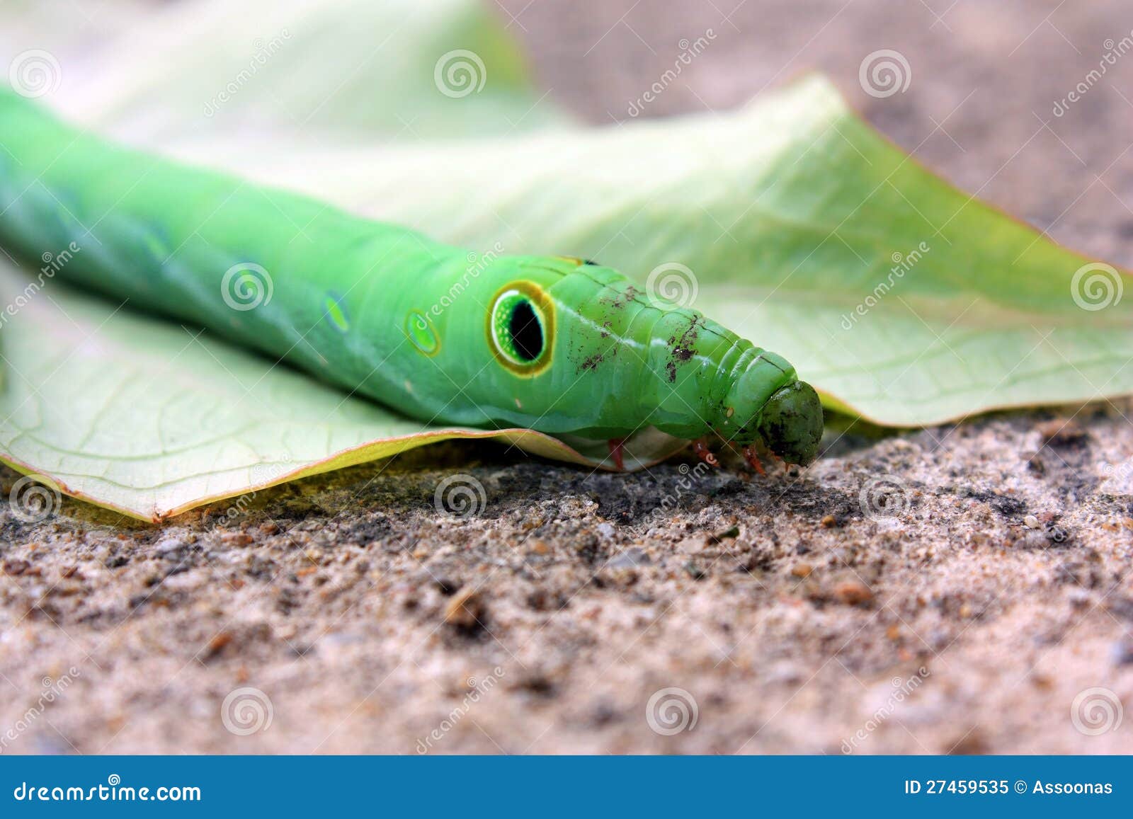 Green worm stock image. Image of wildlife, worm, animal - 27459535