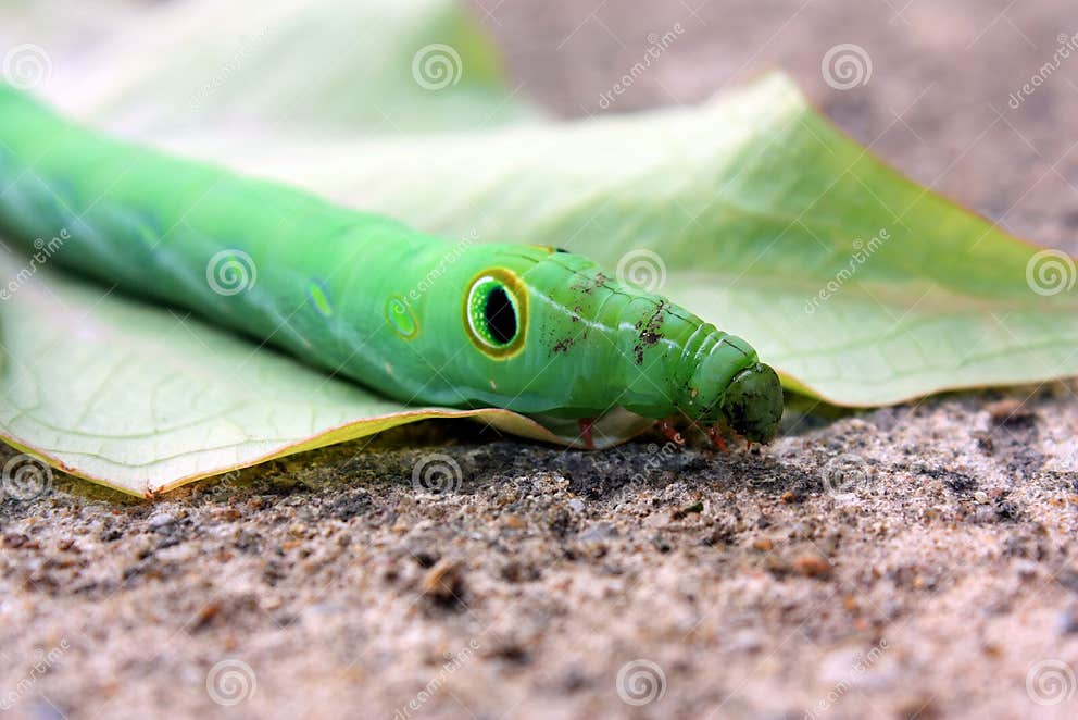 Green worm stock image. Image of wildlife, worm, animal - 27459535