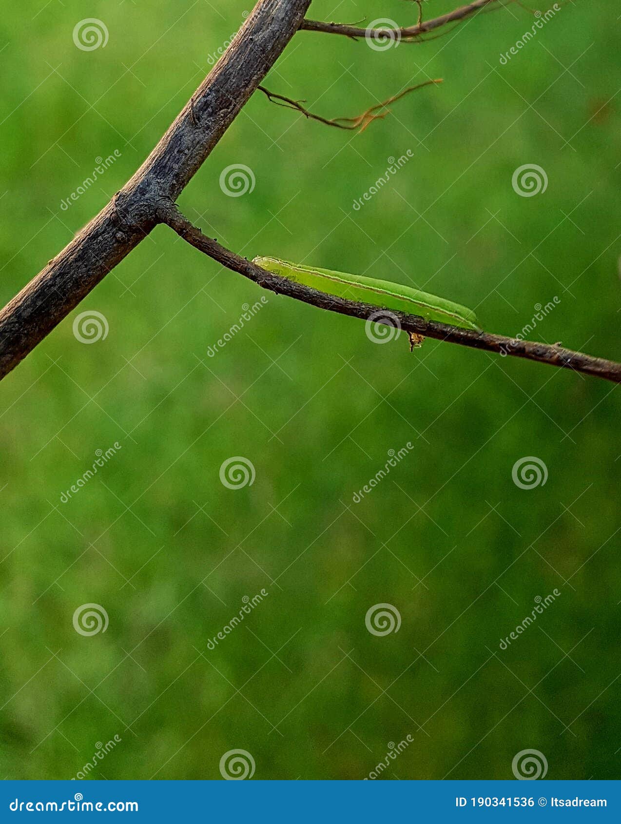 Green Worm On The Tree Stock Photography | CartoonDealer.com #180275318
