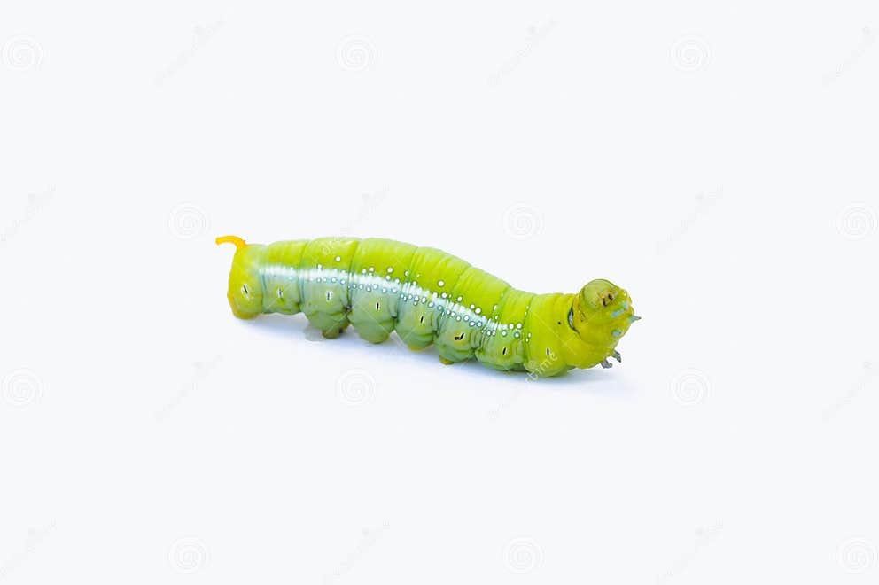 Green Worm Caterpillars Animals Isolate on White Background Stock Image ...