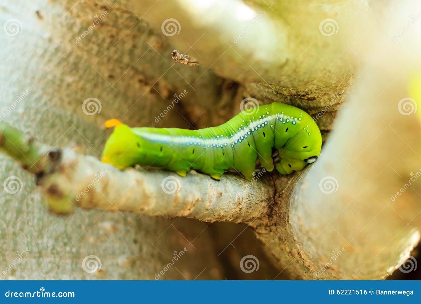 Green worm stock photo. Image of poisonous, background - 62221516