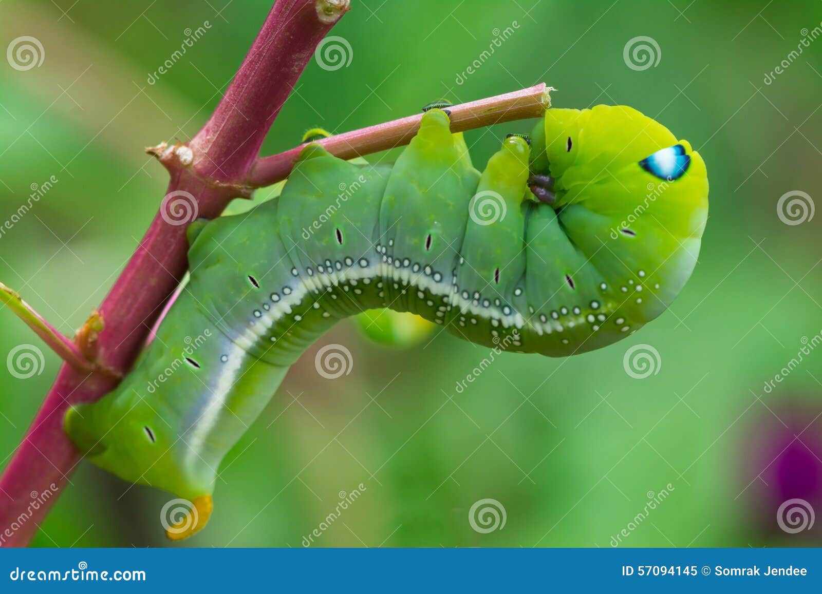 Green worm creep stock image. Image of larvae, moth, invertebrate ...