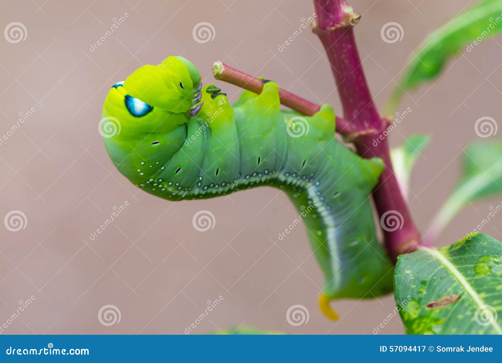 Green worm creep stock image. Image of metamorphosis - 57094417