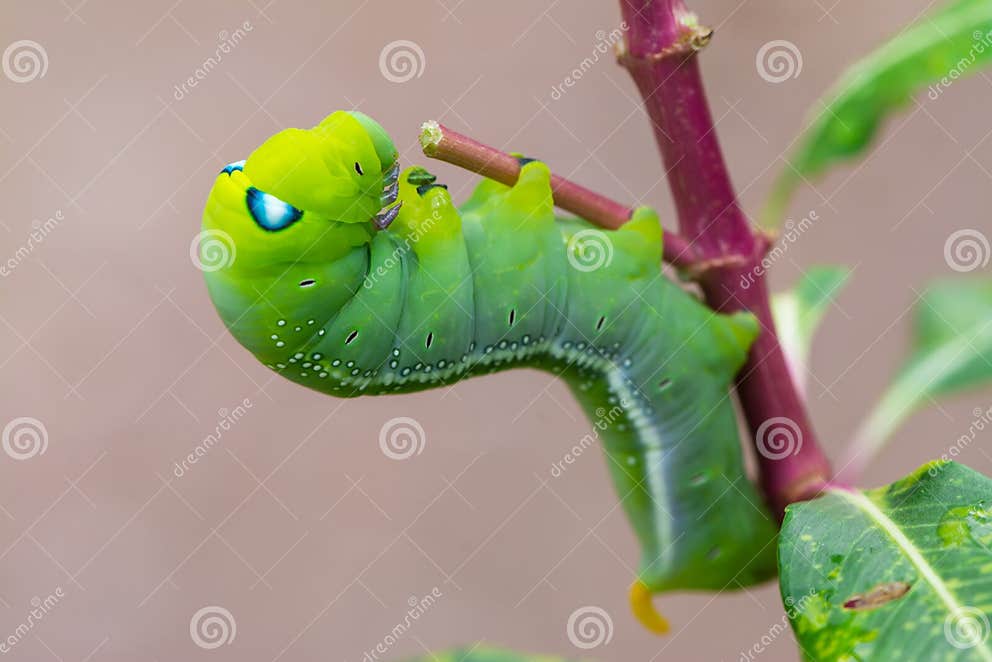 Green worm creep stock image. Image of metamorphosis - 57094417