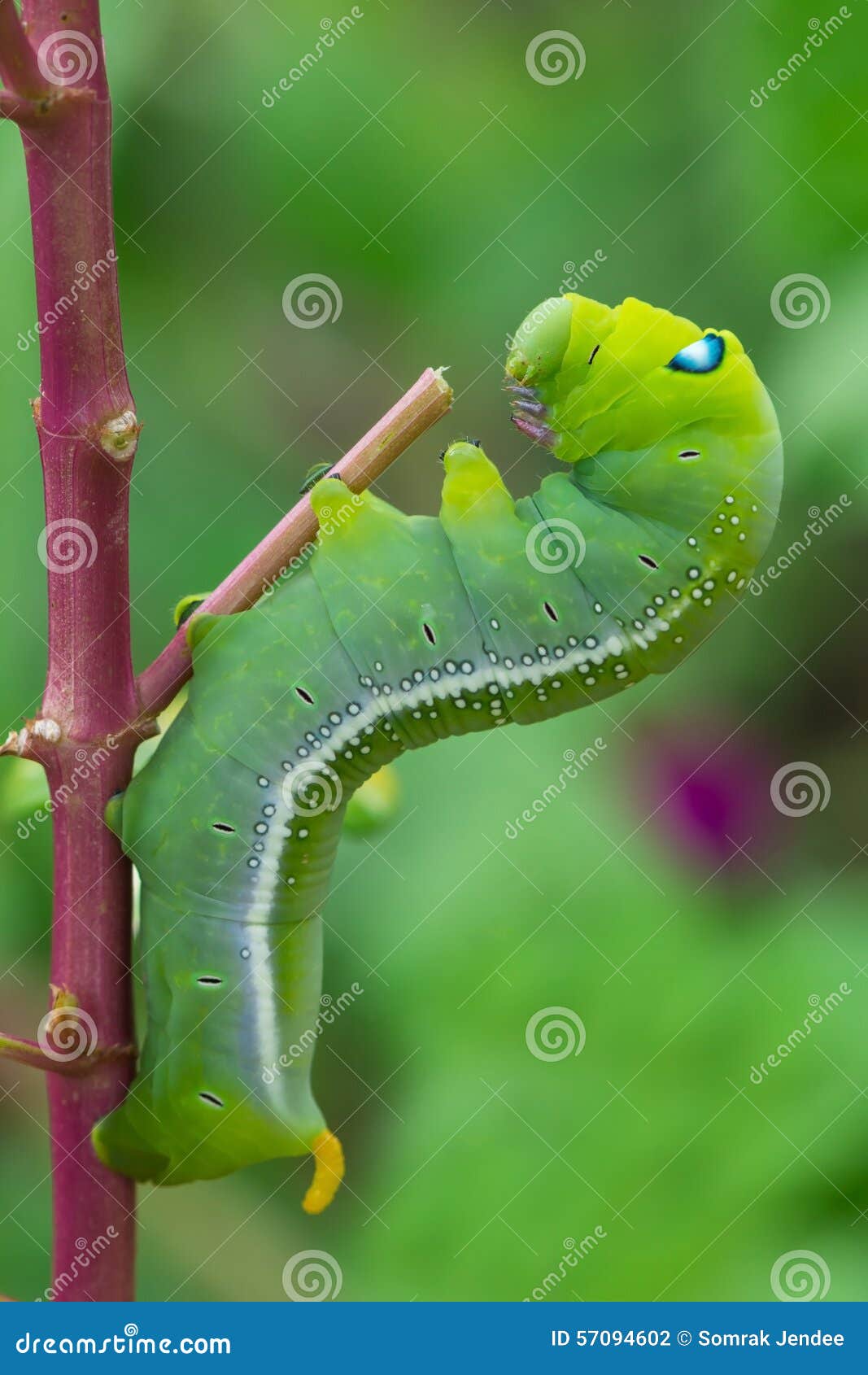 Green worm creep stock photo. Image of larvae, branch - 57094602