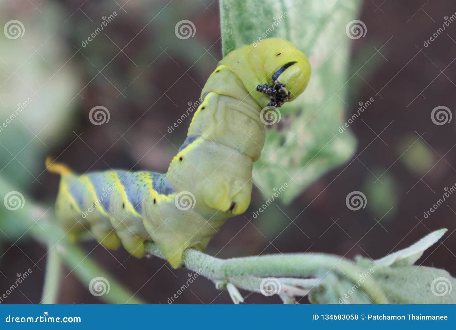 Green Worm Eating Leaves on a Natural Background Stock Photo - Image of ...