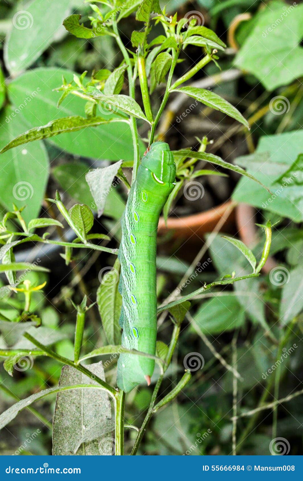 Green worm stock photo. Image of larva, leaves, garden - 55666984