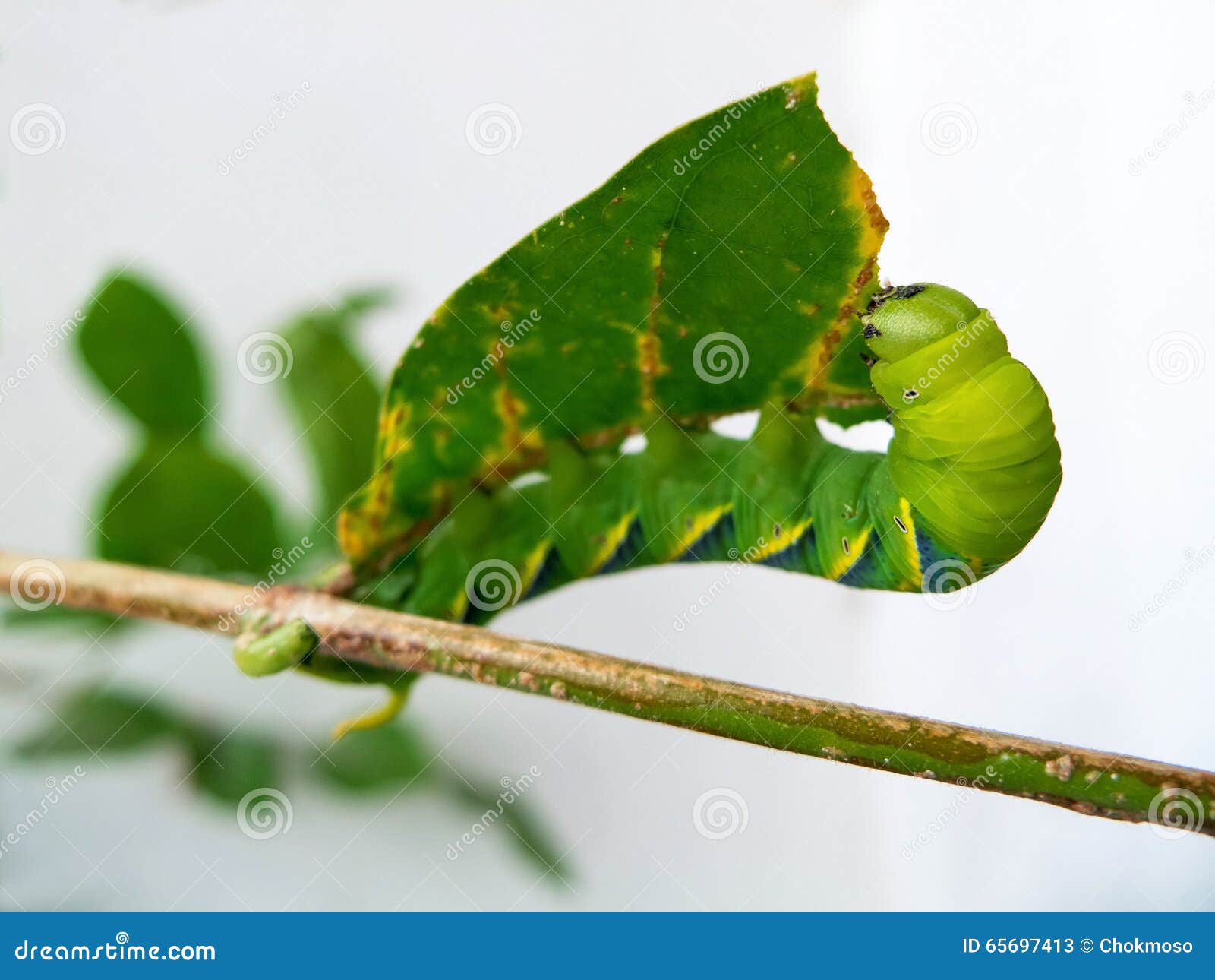 Green worm stock image. Image of forest, butterfly, tree - 65697413