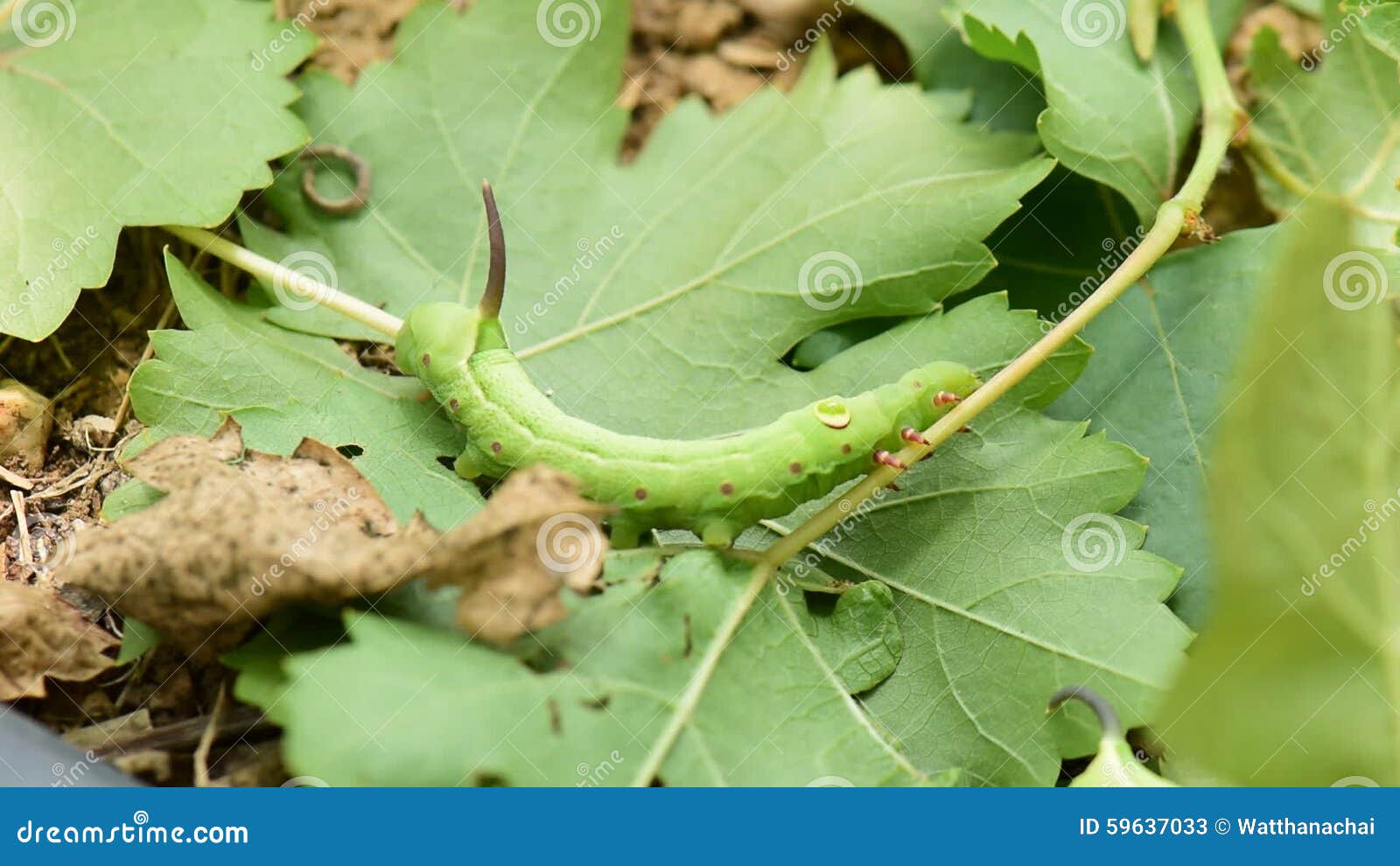 Green Worm on Grape Leaves. Stock Video - Video of crawling, worm: 59637033
