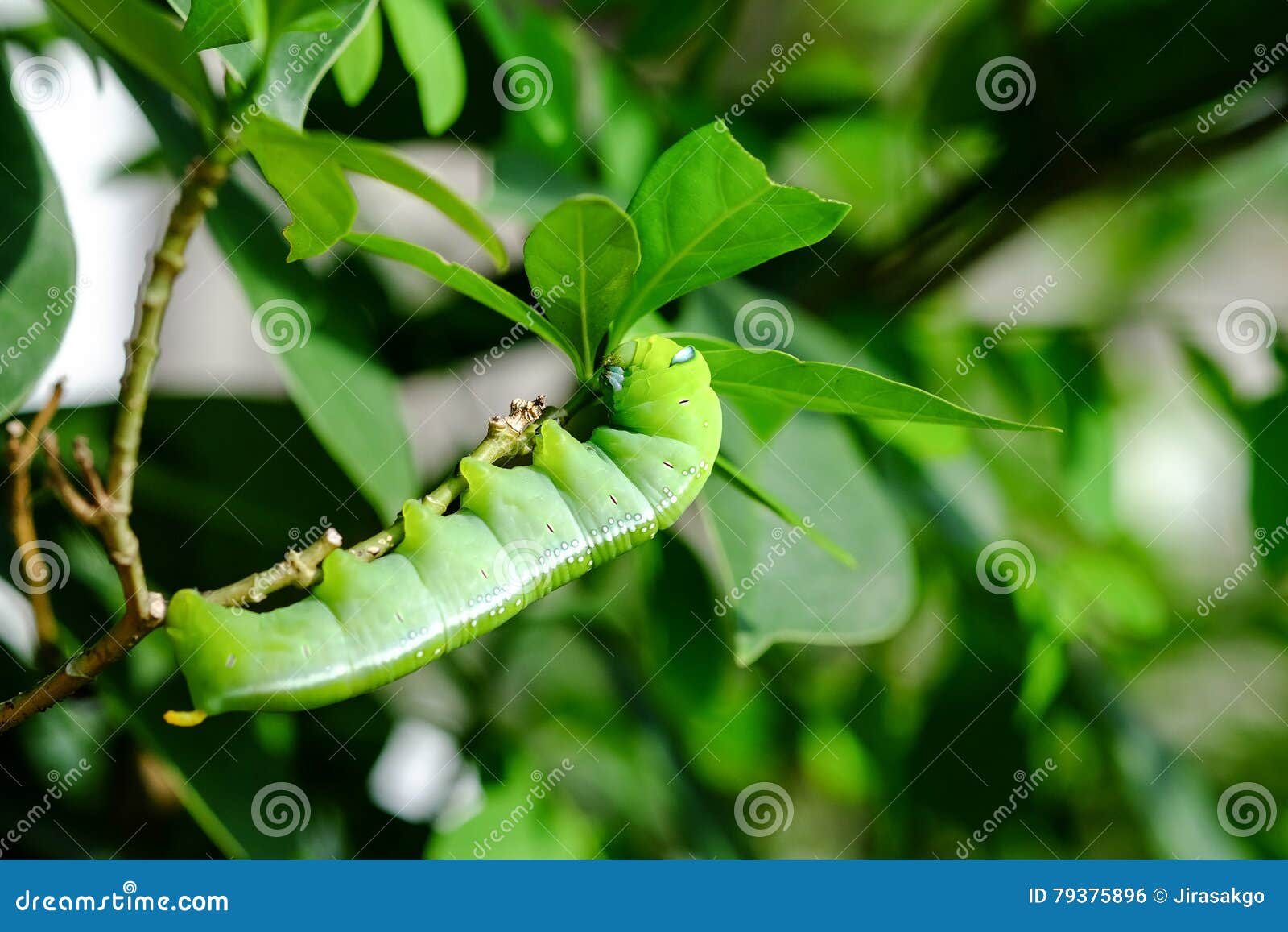 Green worm stock photo. Image of animal, eating, background - 79375896