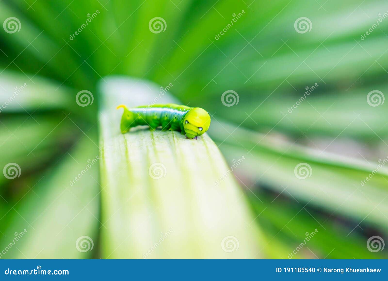 .Green worm on the leaf stock photo. Image of macro - 191185540