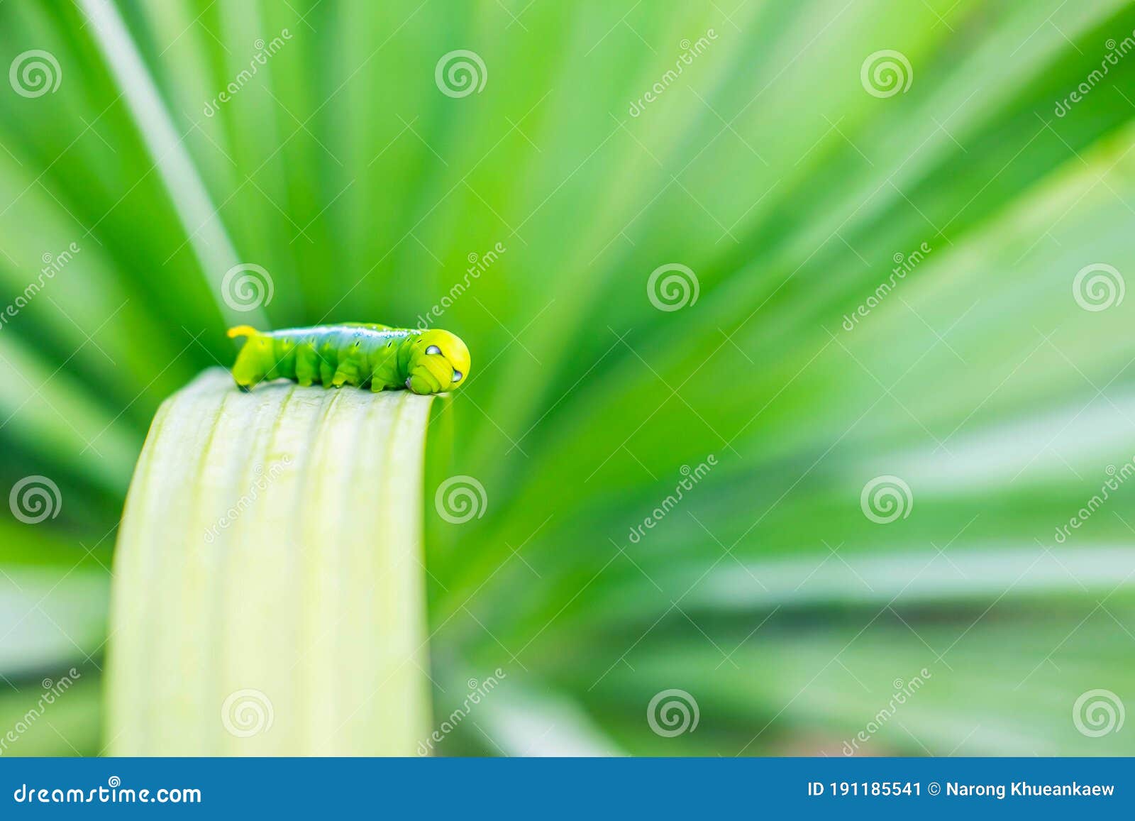 .Green worm on the leaf stock image. Image of beauty - 191185541