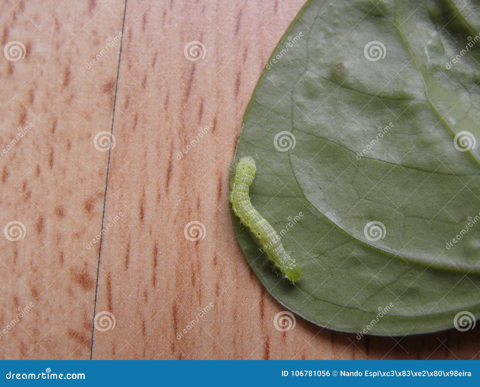 Green worm on a leaf stock photo. Image of walk, wood - 106781056