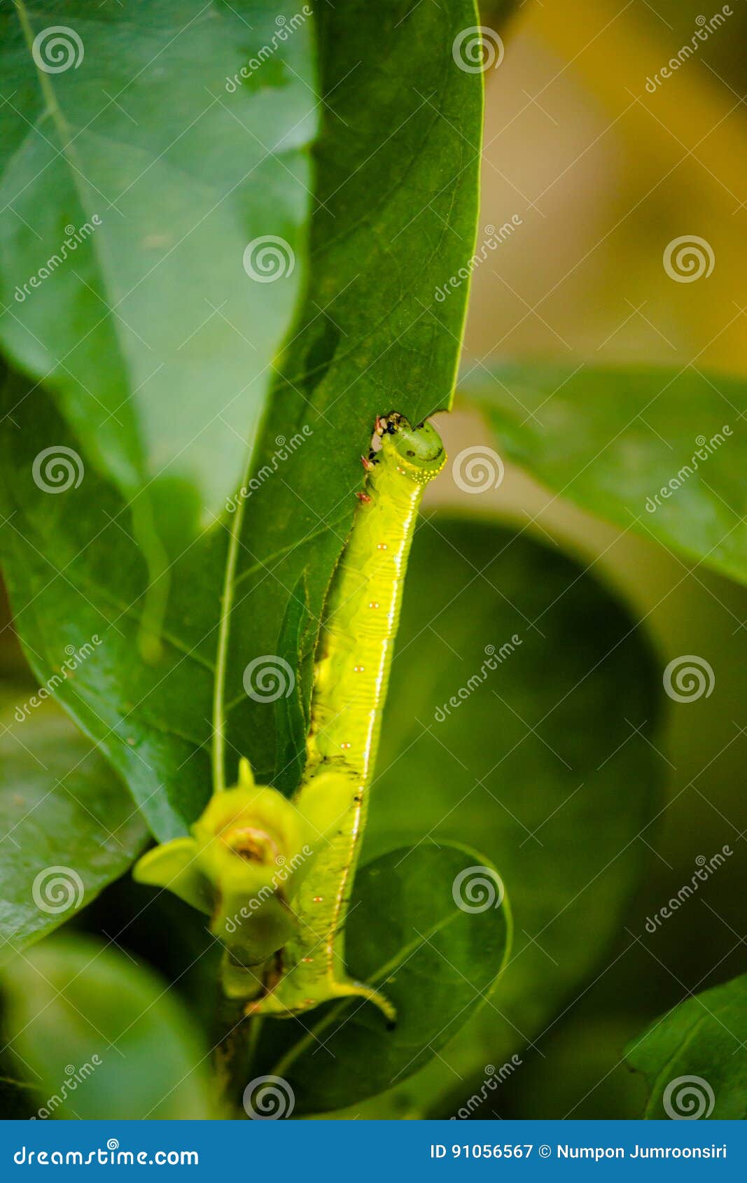 Green worm on lemon leaves stock image. Image of animal - 91056567