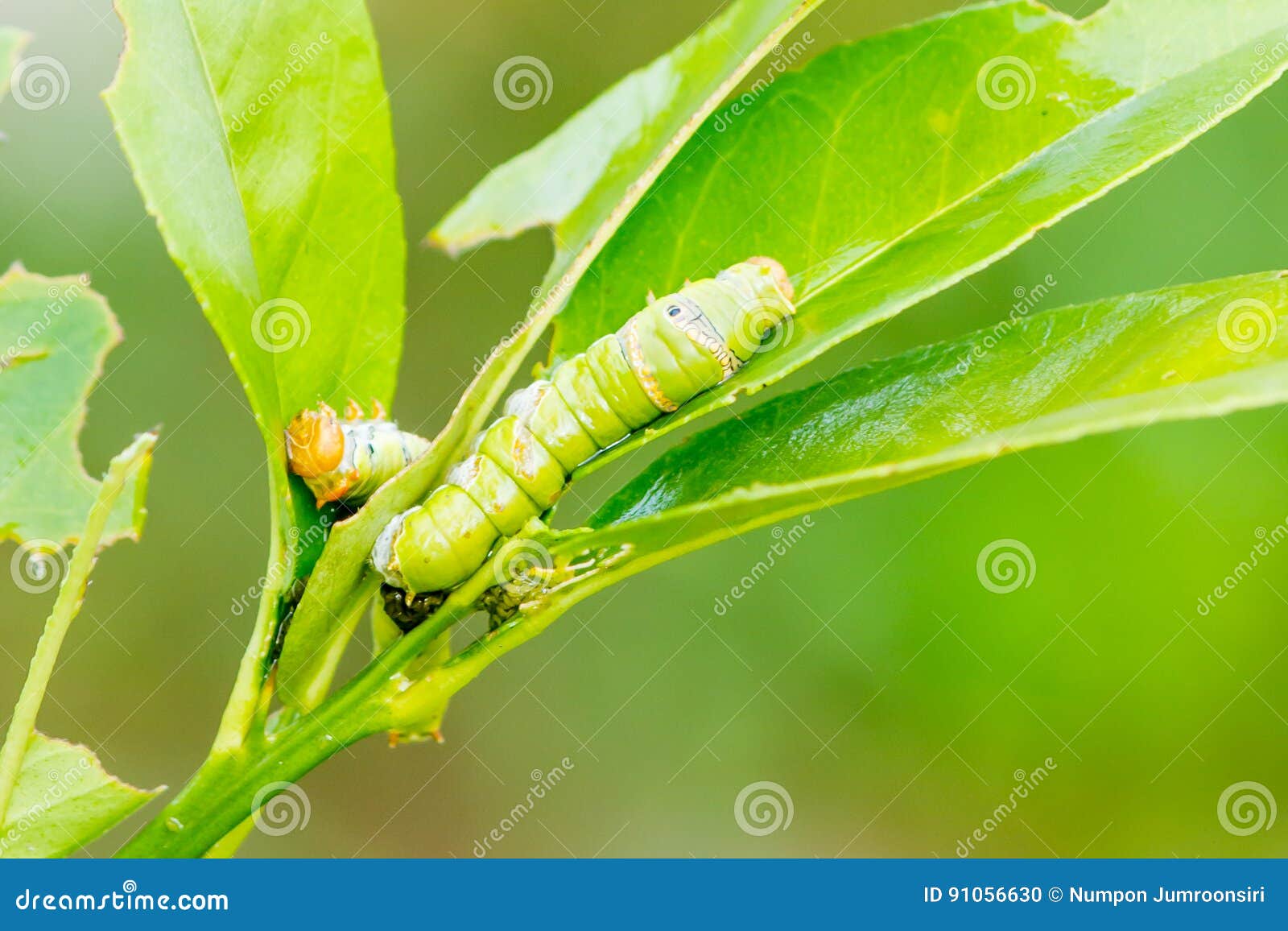Green worm on lemon leaves stock photo. Image of worm - 91056630