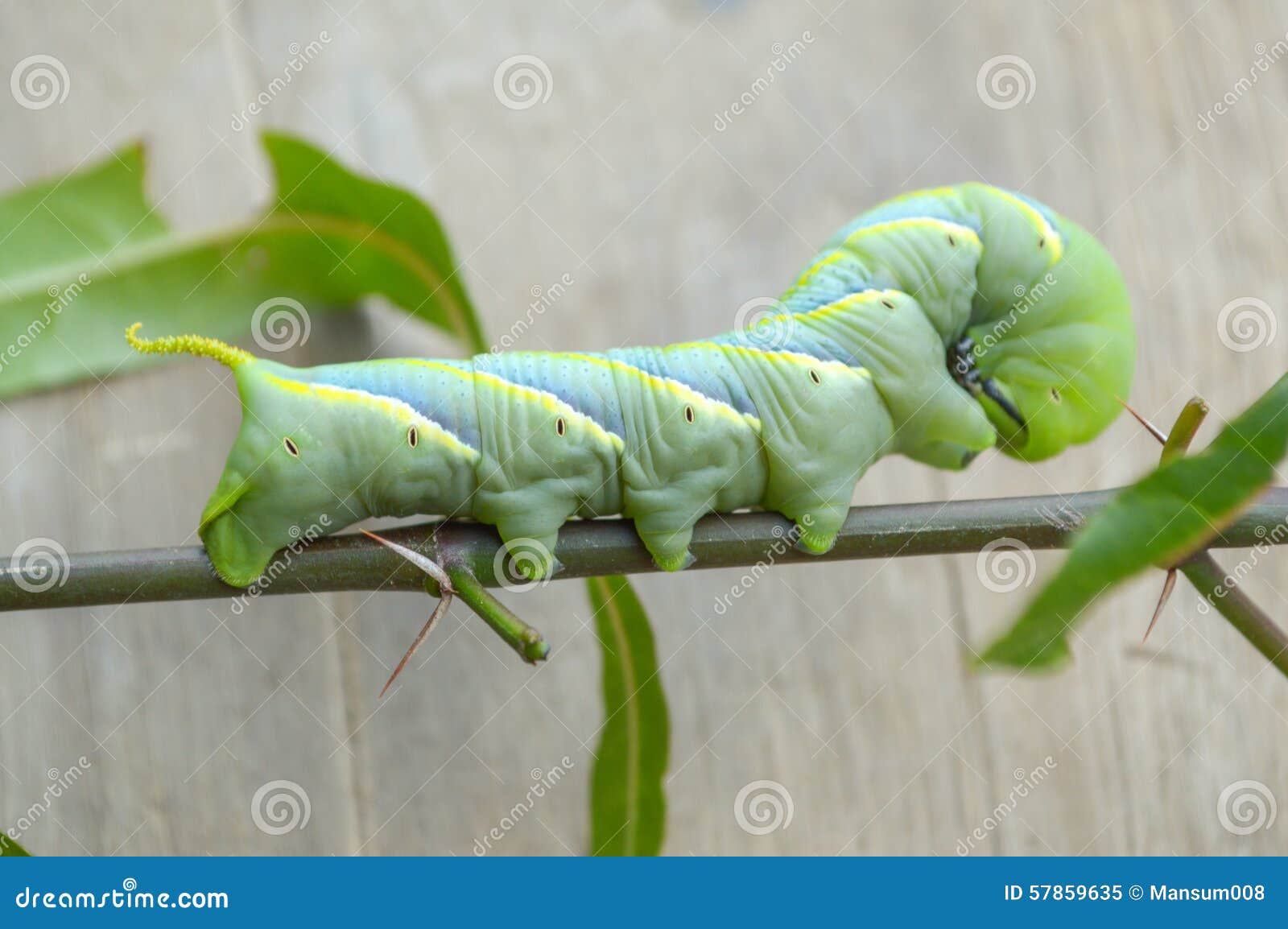 Green worm stock image. Image of worm, green, caterpillar - 57859635