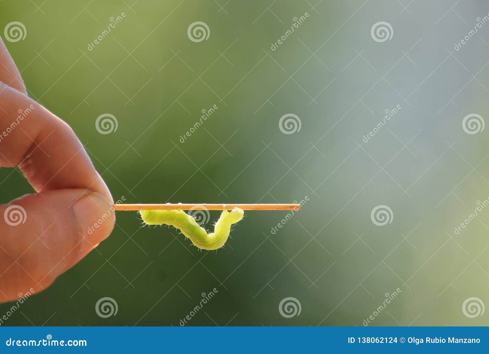 Worm in the stick stock photo. Image of worm, hand, stick - 138062124