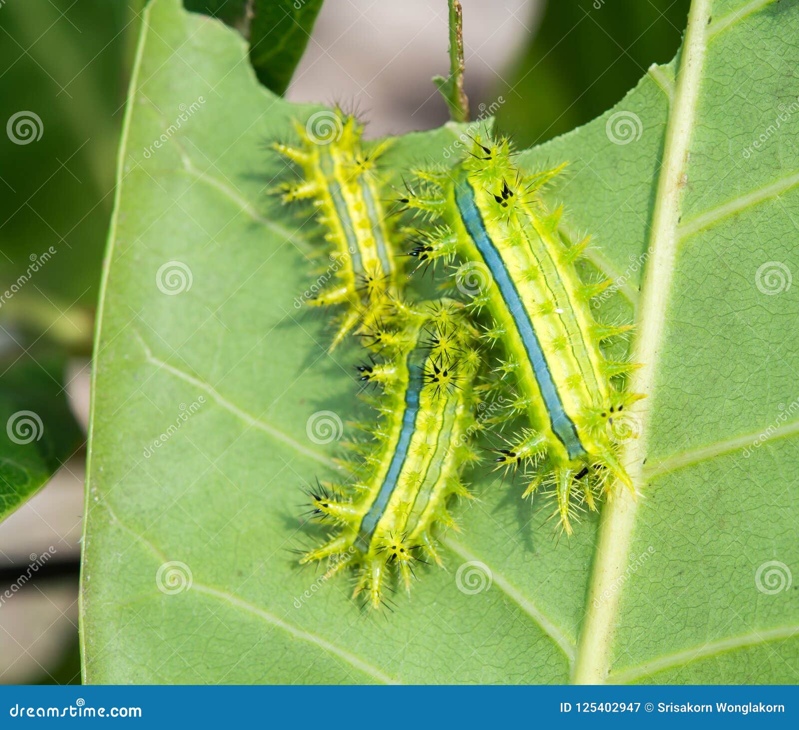 Green worm on a stick stock image. Image of close, macro - 125402947