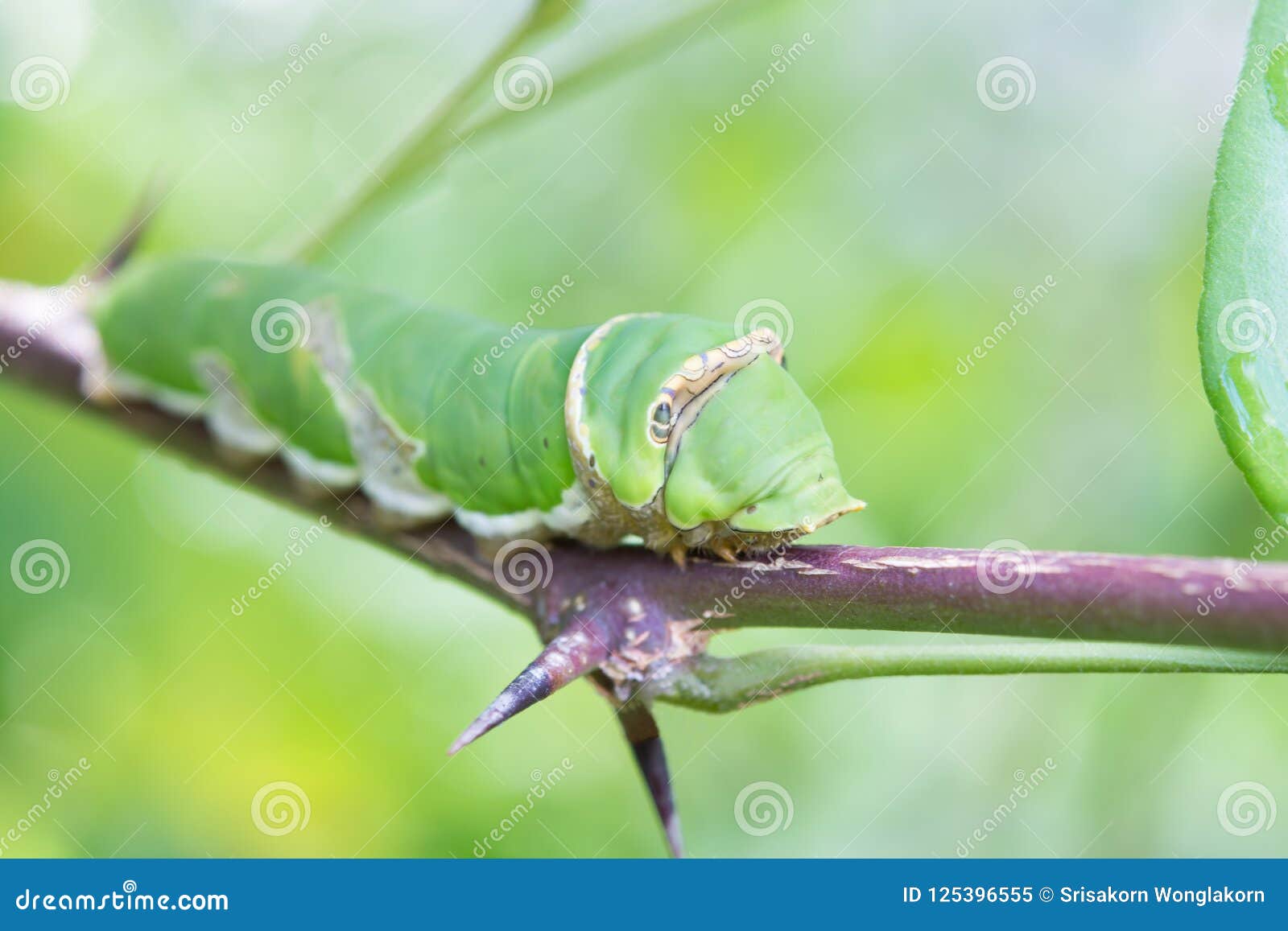 Green worm on a stick stock image. Image of nature, caterpillar - 125396555