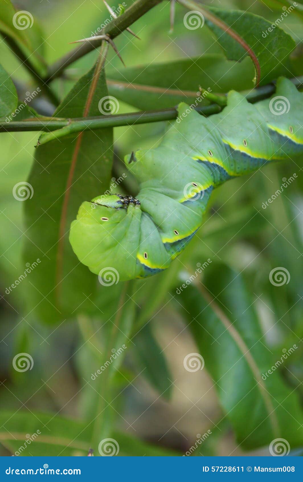 Green worm stock image. Image of leaves, green, nature - 57228611