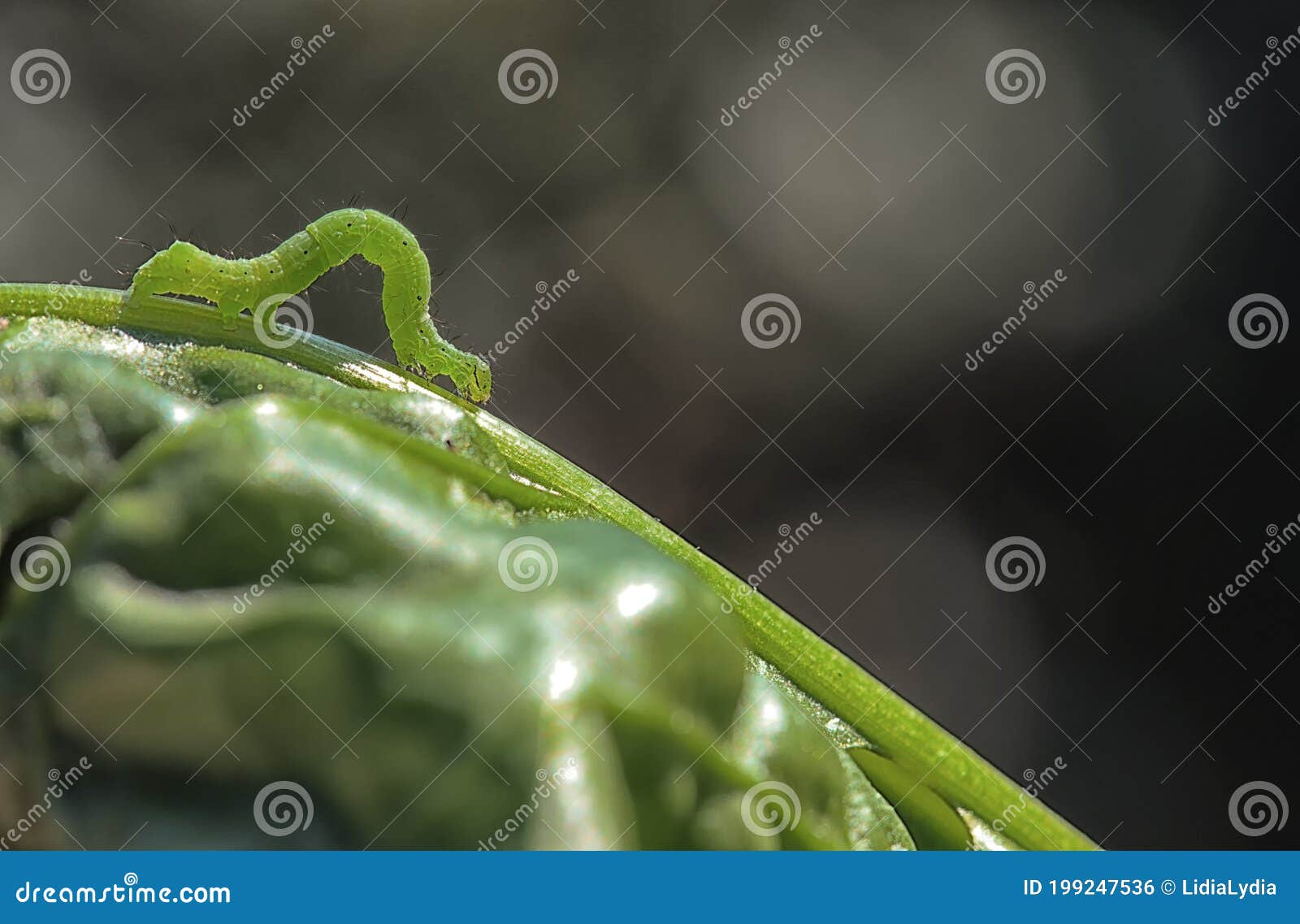 Green worm stock photo. Image of vegetable, worm, closeup - 199247536