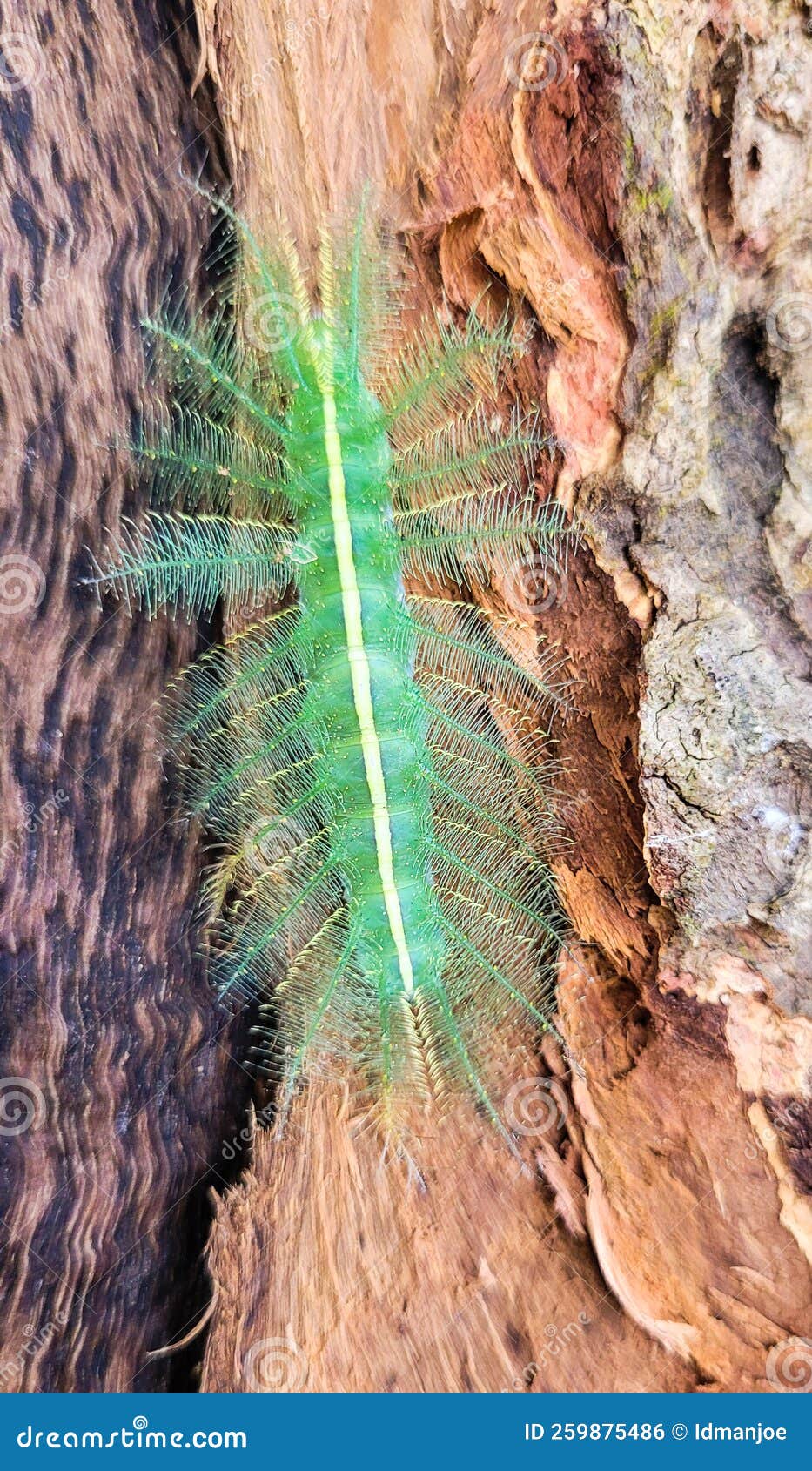 Green worm stock photo. Image of back, legs, ground - 259875486