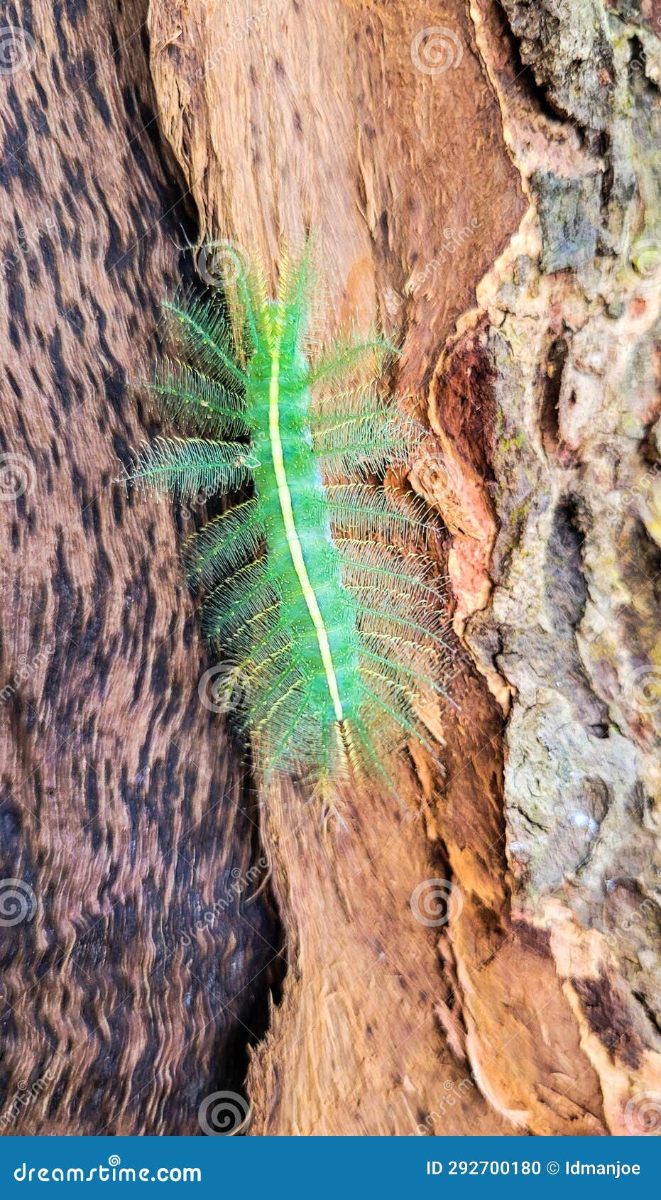 Green worm stock photo. Image of macro, columbia, outdoors - 292700180