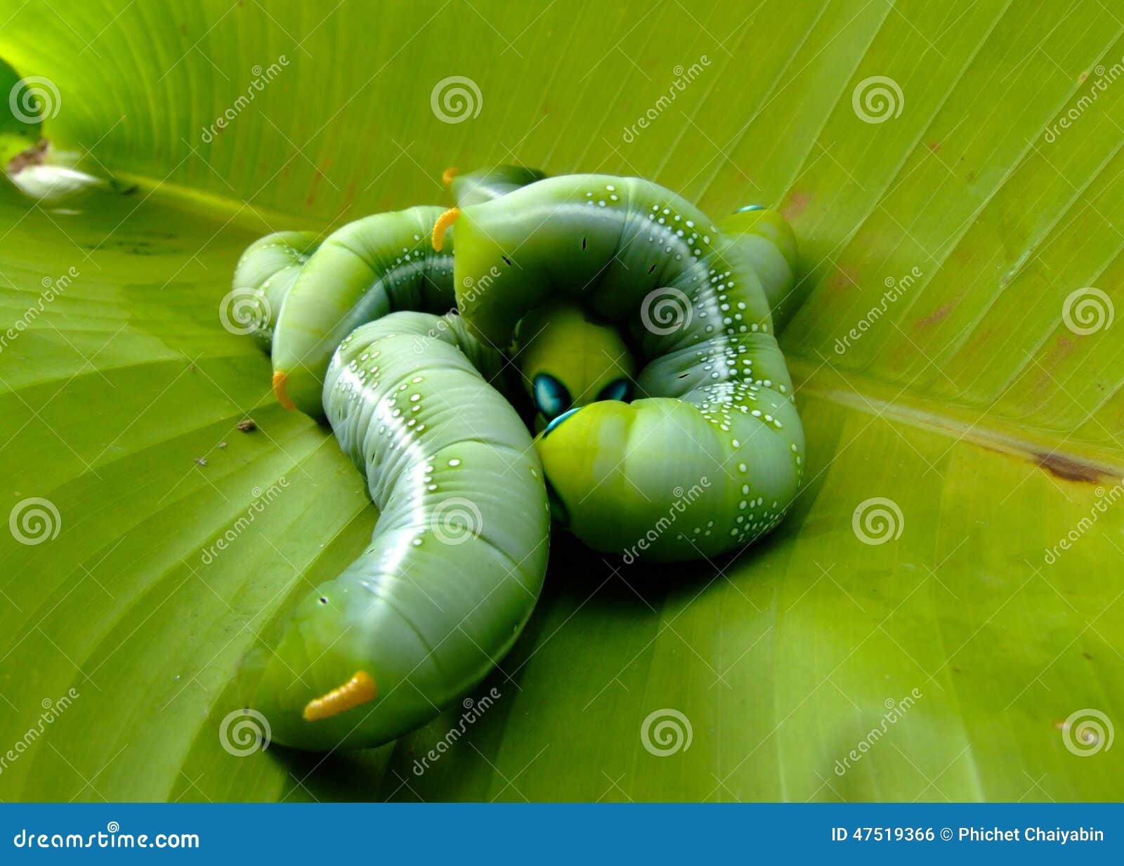 Green Earthworms
