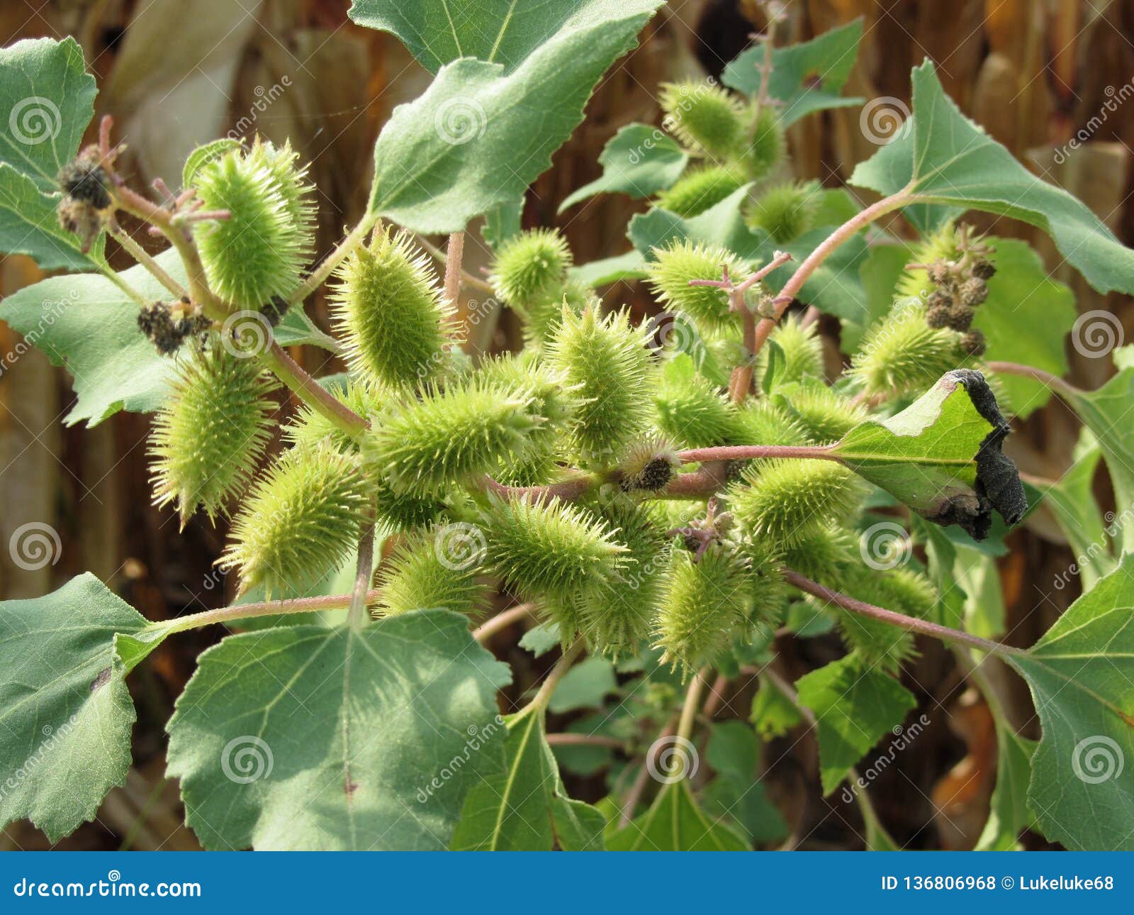 Green Xanthium Plant in a Natural Environment on a Blurred Background ...