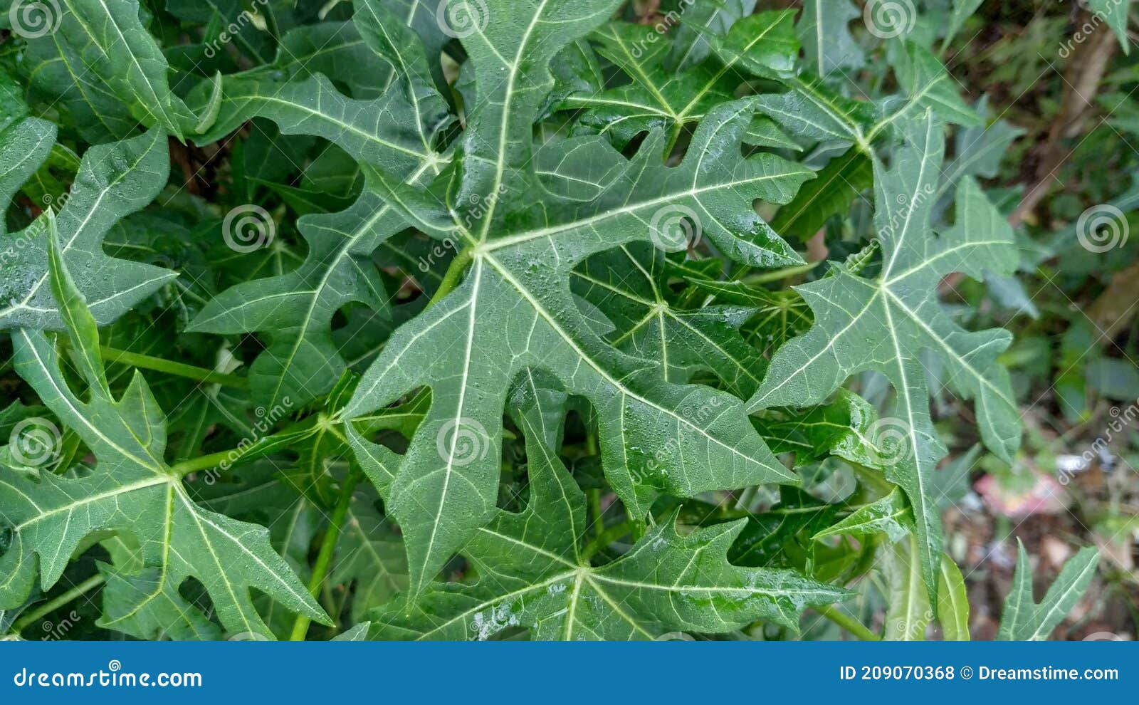 Green yam tree plant stock photo. Image of maple, plant - 209070368