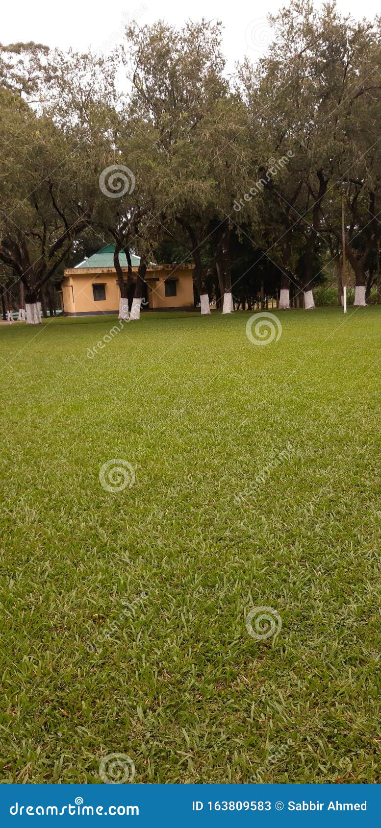 Green yard stock image. Image of nature, green, grass - 163809583