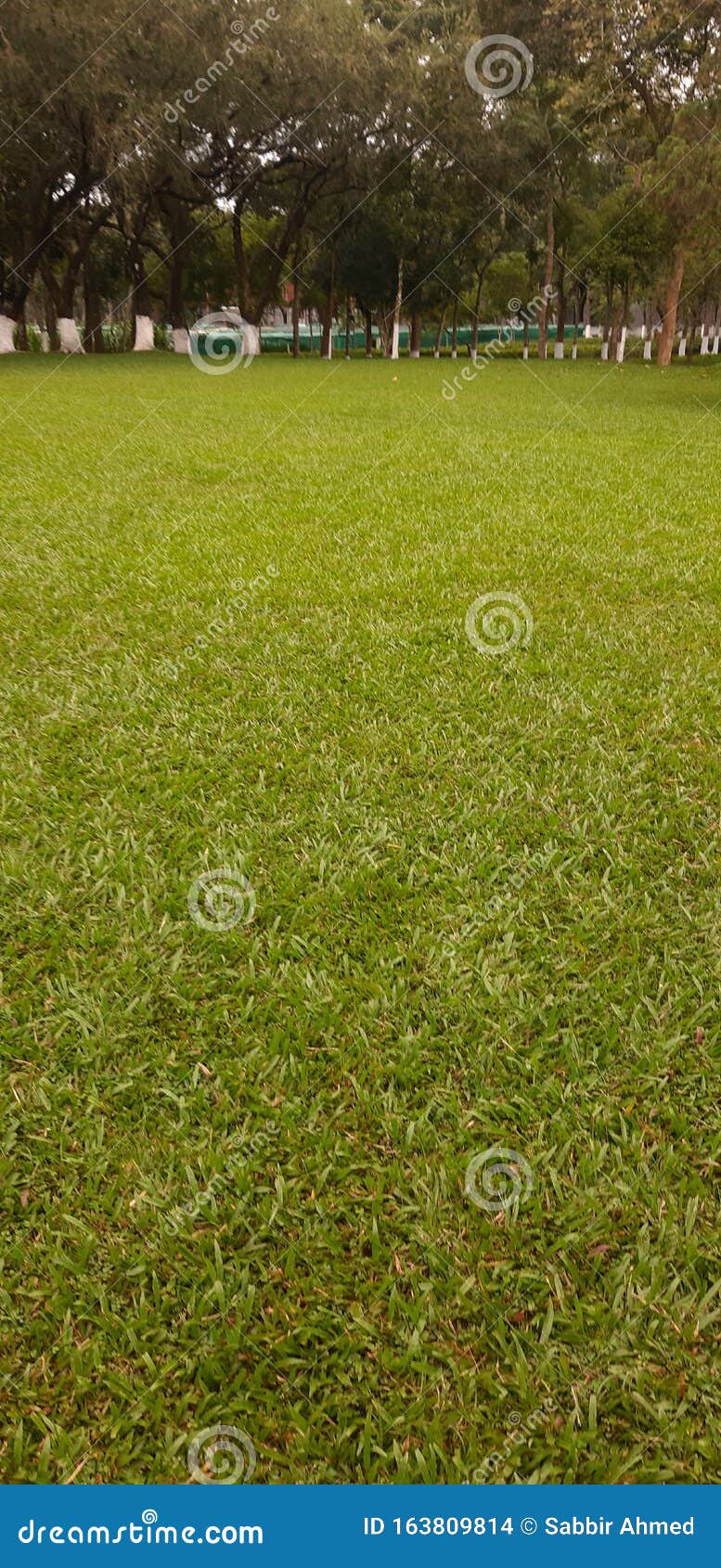 Green yard stock photo. Image of yard, grass, green - 163809814