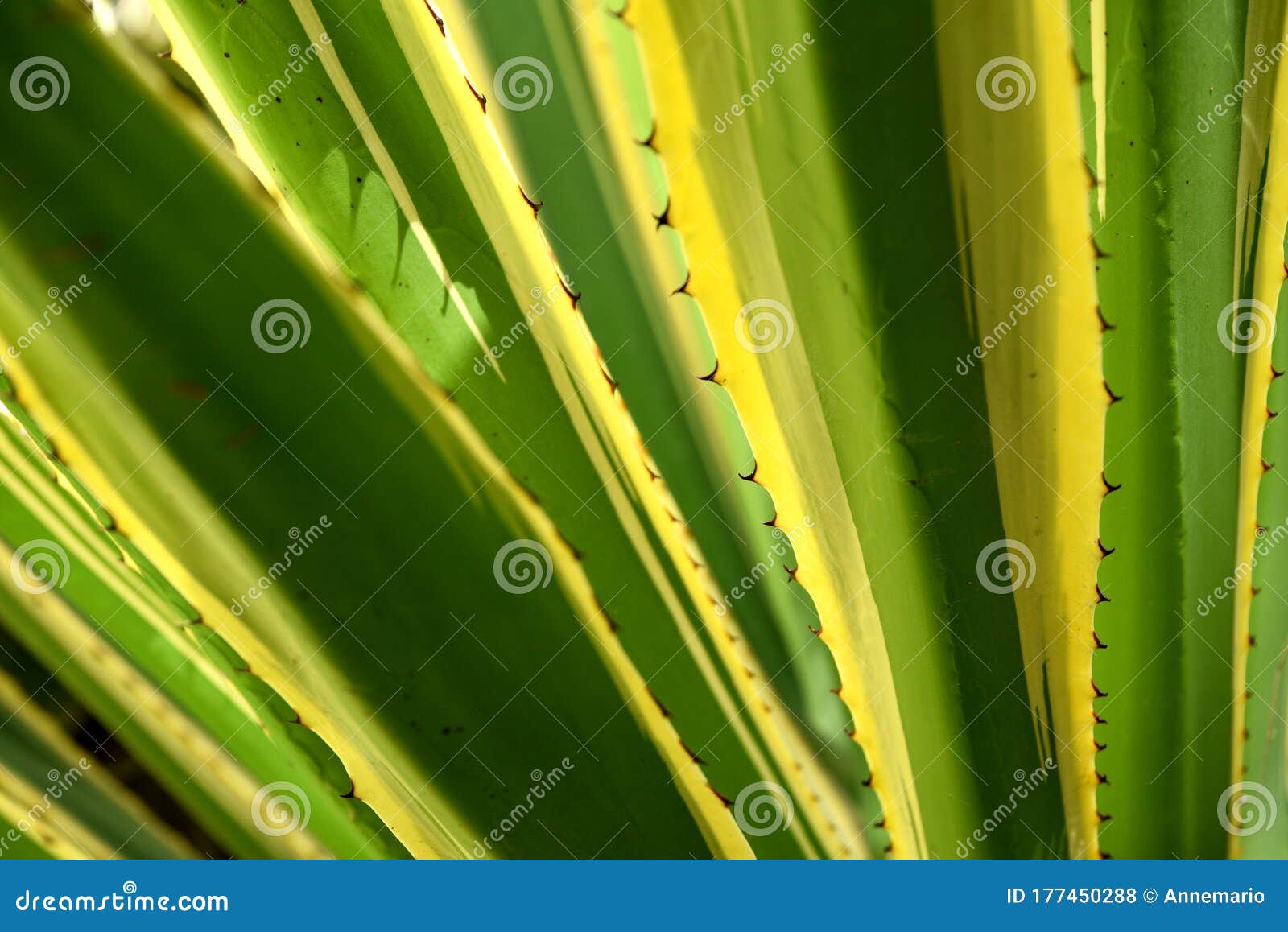 Aloe vera stripes stock photo. Image of stripes, environment - 177450288