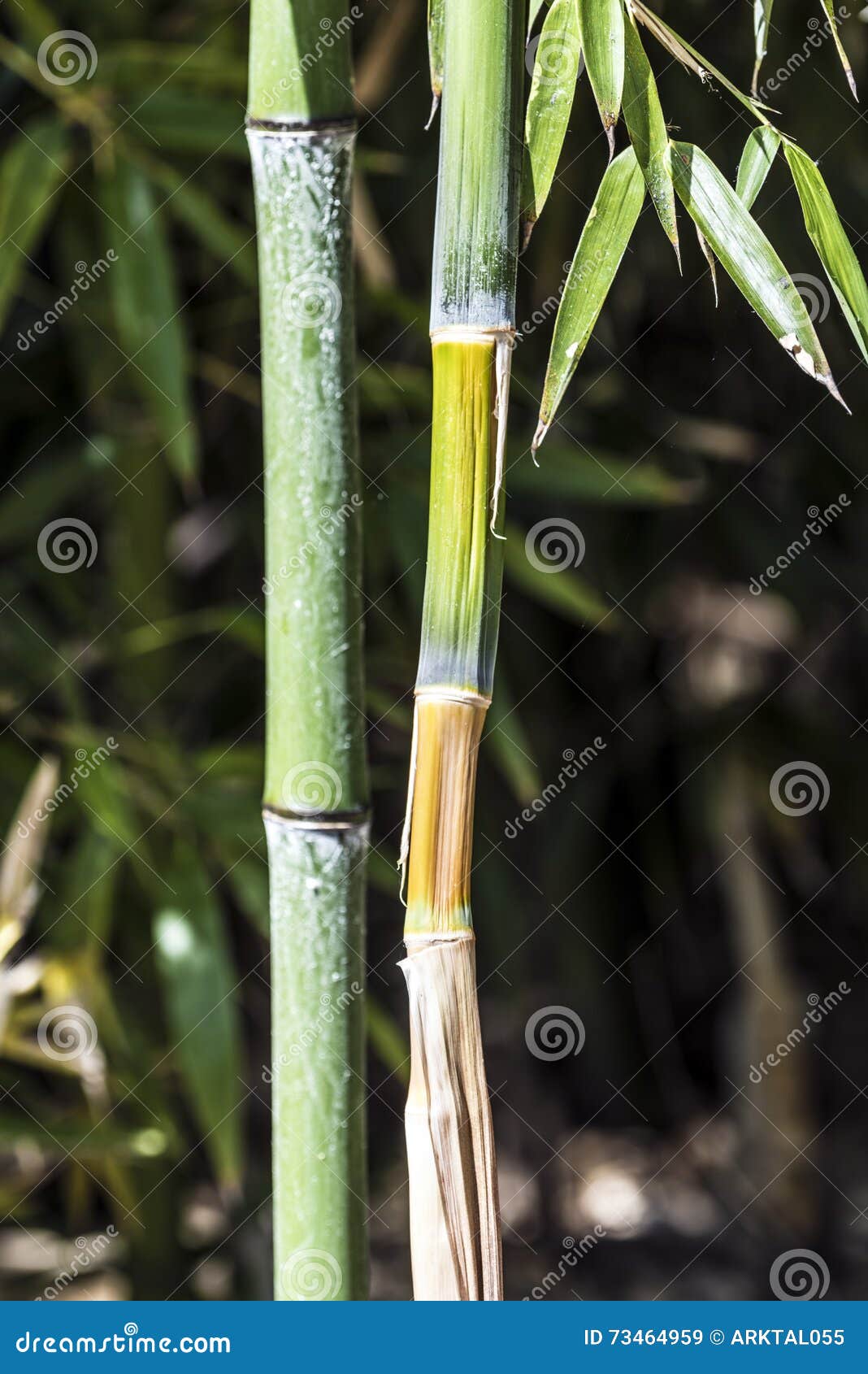 Green and Yellow Bamboo Canes Stock Image - Image of design, green ...