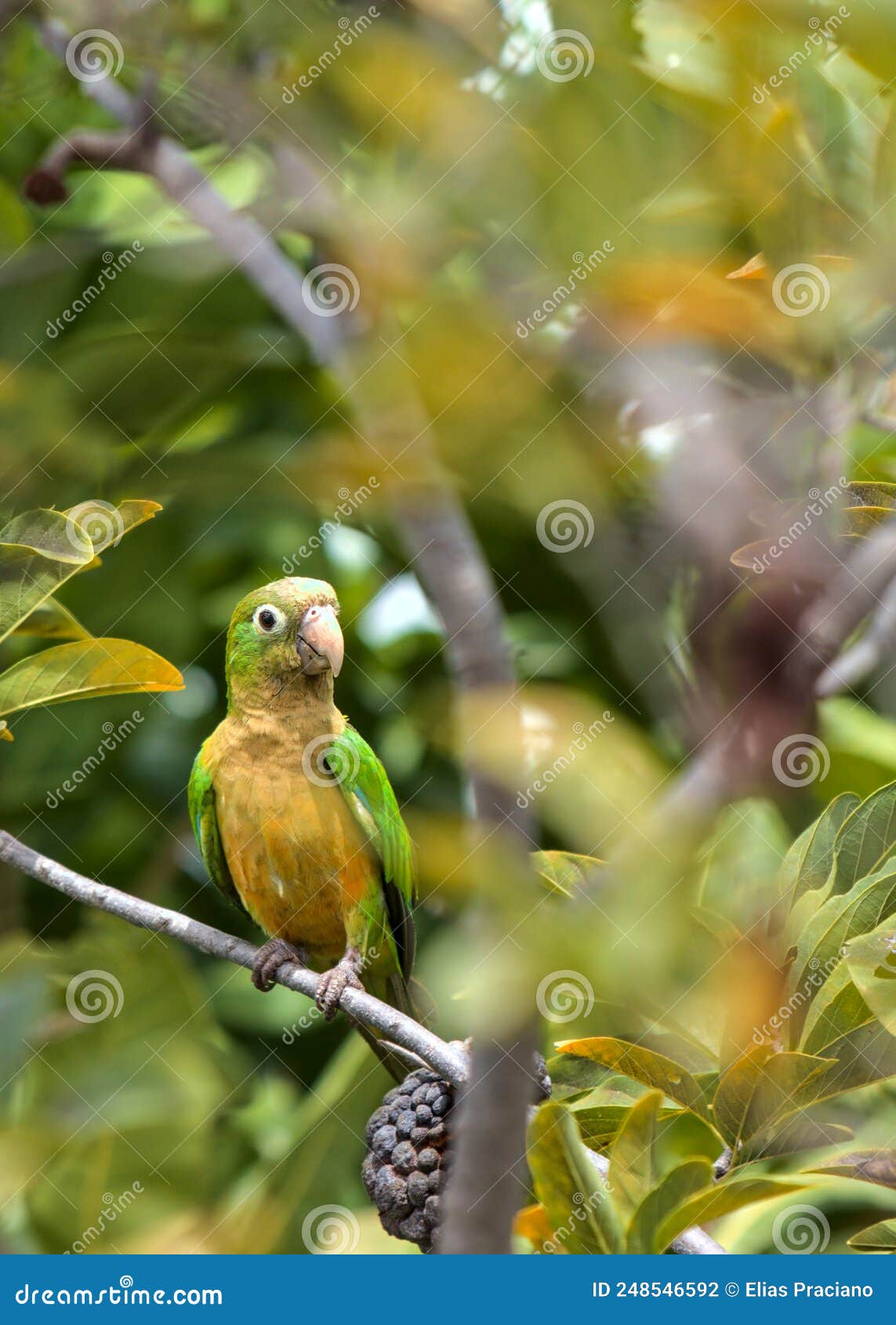 Green and Yellow Bird in Brazil Stock Photo - Image of birds, nature ...