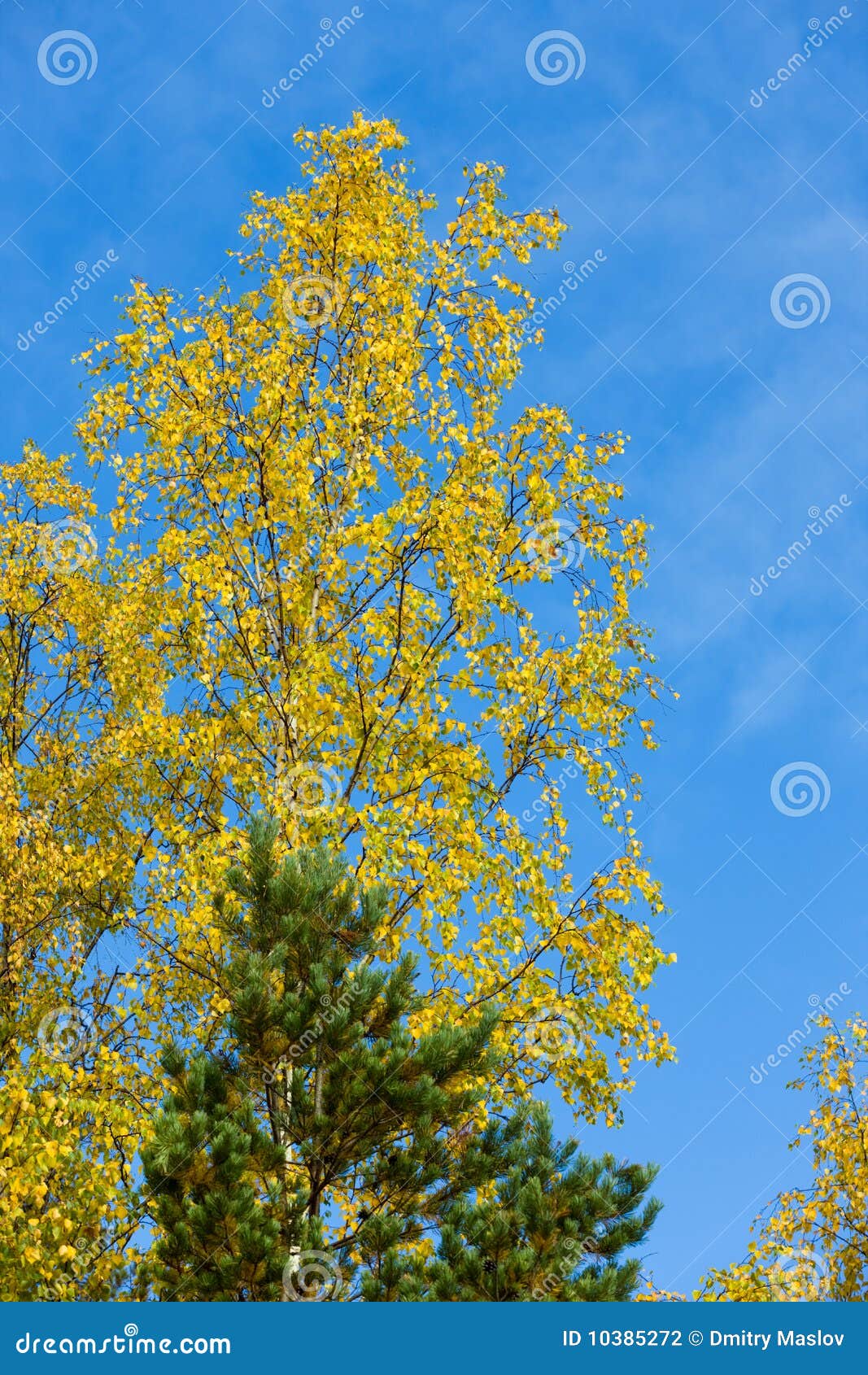 Green, yellow, blue stock photo. Image of nature, woods - 10385272
