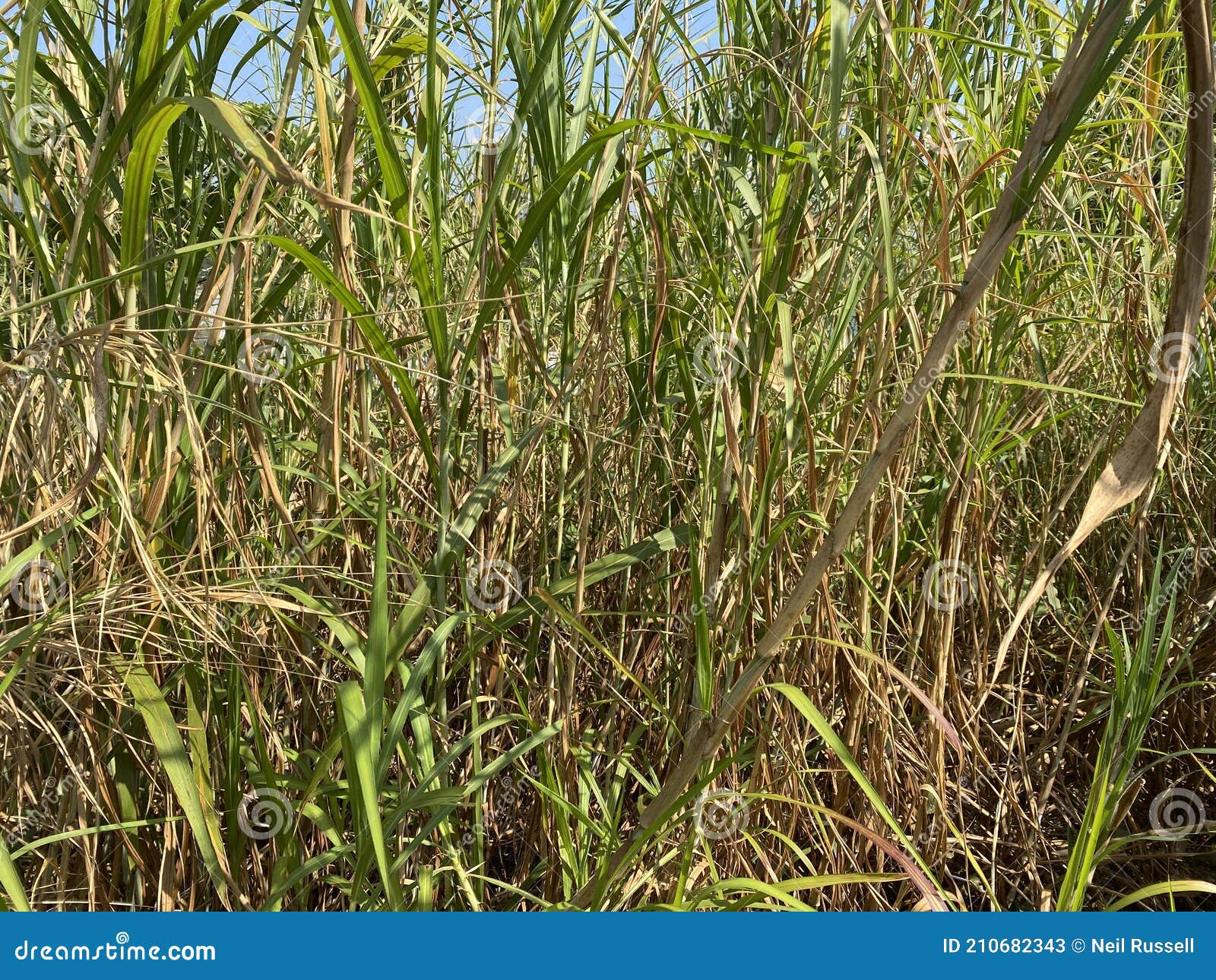 Different Coloured Tall Grasses Stock Image - Image of closeup ...