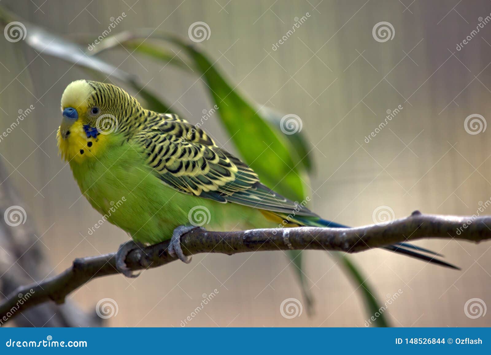 A Green and Yellow Budgerigar or Parakeet Stock Photo - Image of three ...