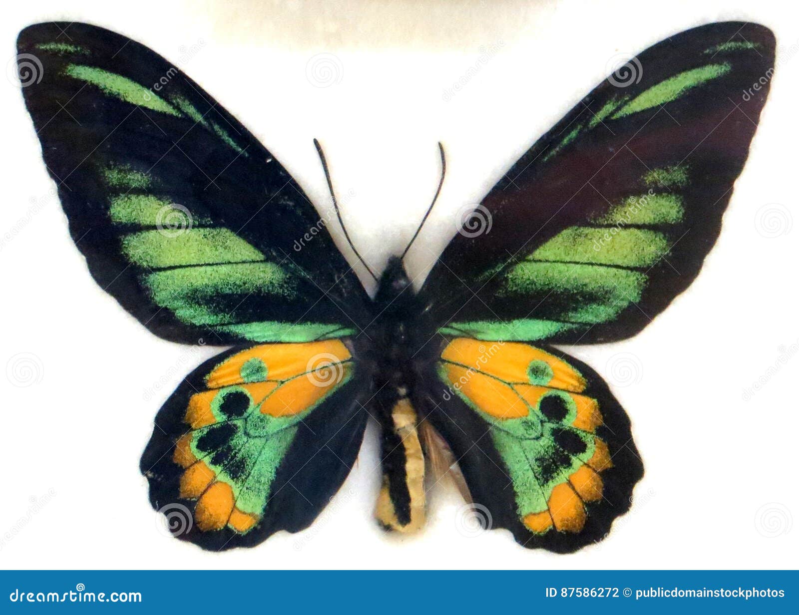 Green And Yellow Butterfly Picture. Image: 87586272