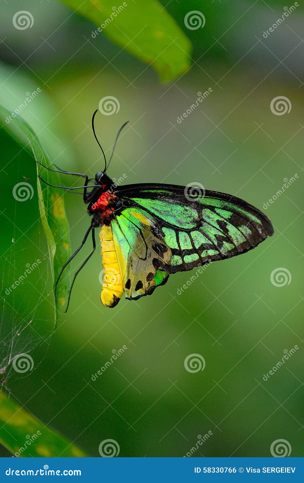 Green-and-yellow butterfly stock photo. Image of insects - 58330766