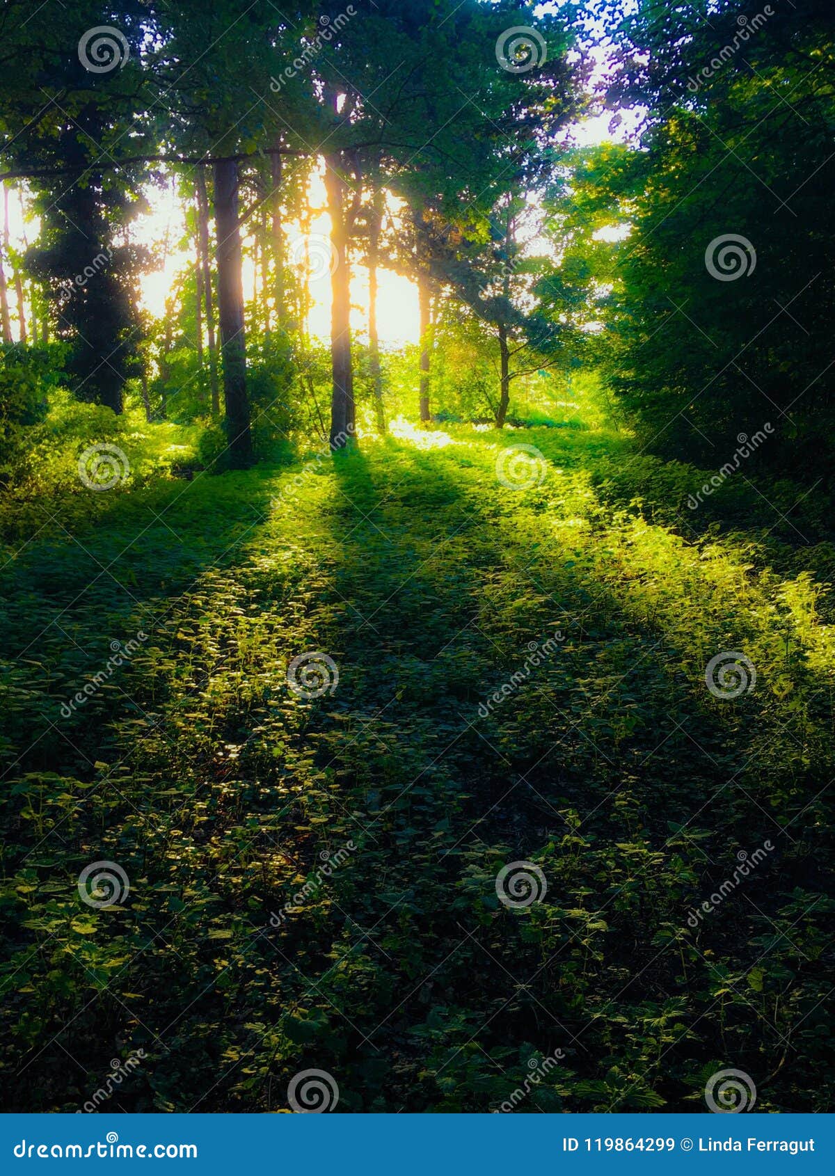 Sunlight through the trees stock image. Image of yellow - 119864299