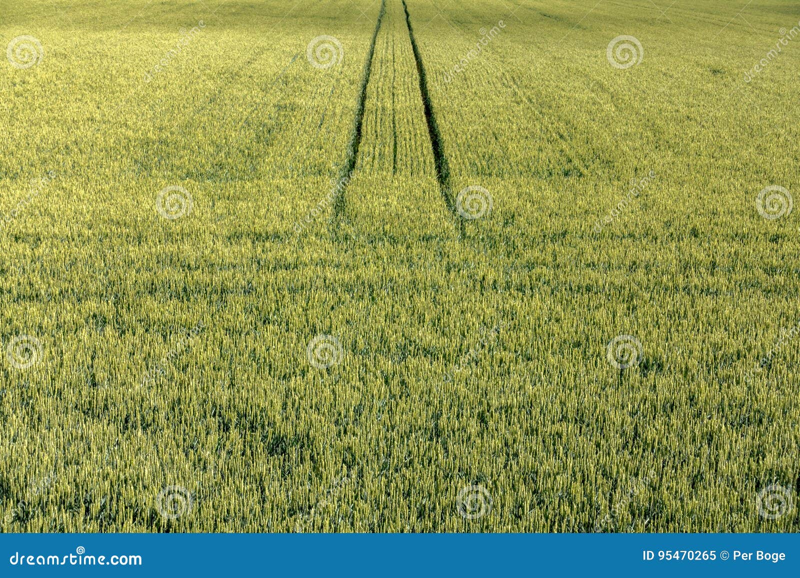 Green and Yellow Cornfield Late Summer Afternoon, Perspective with ...