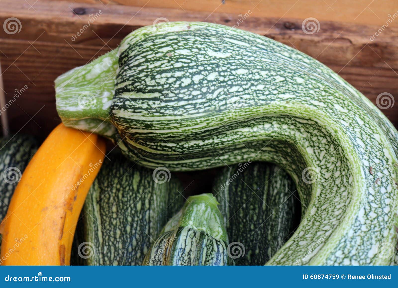 Green and Yellow Crookneck Squash Stock Image - Image of crookneck ...