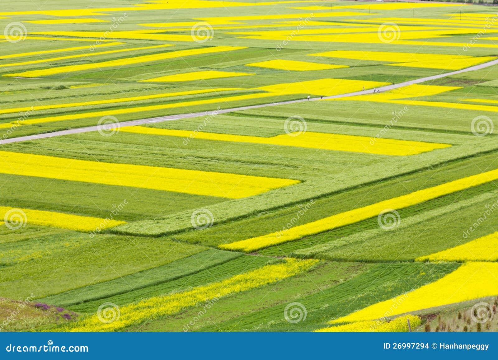 Green and yellow field stock photo. Image of beauty, organic - 26997294