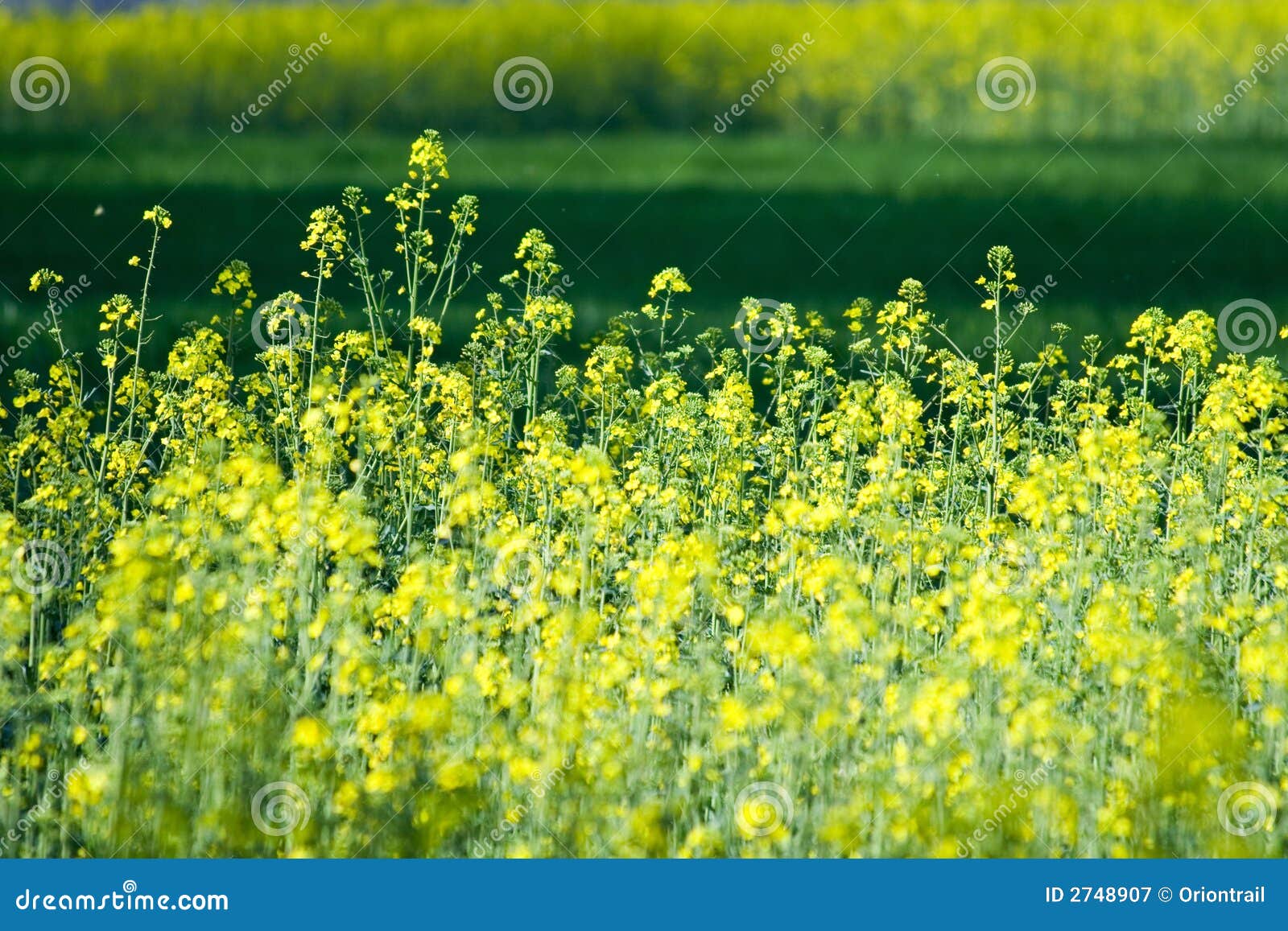 Green and yellow field stock image. Image of harvest, flower - 2748907