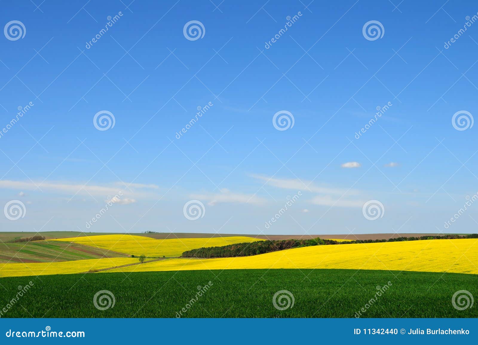 Green and yellow fields stock photo. Image of oilseed - 11342440