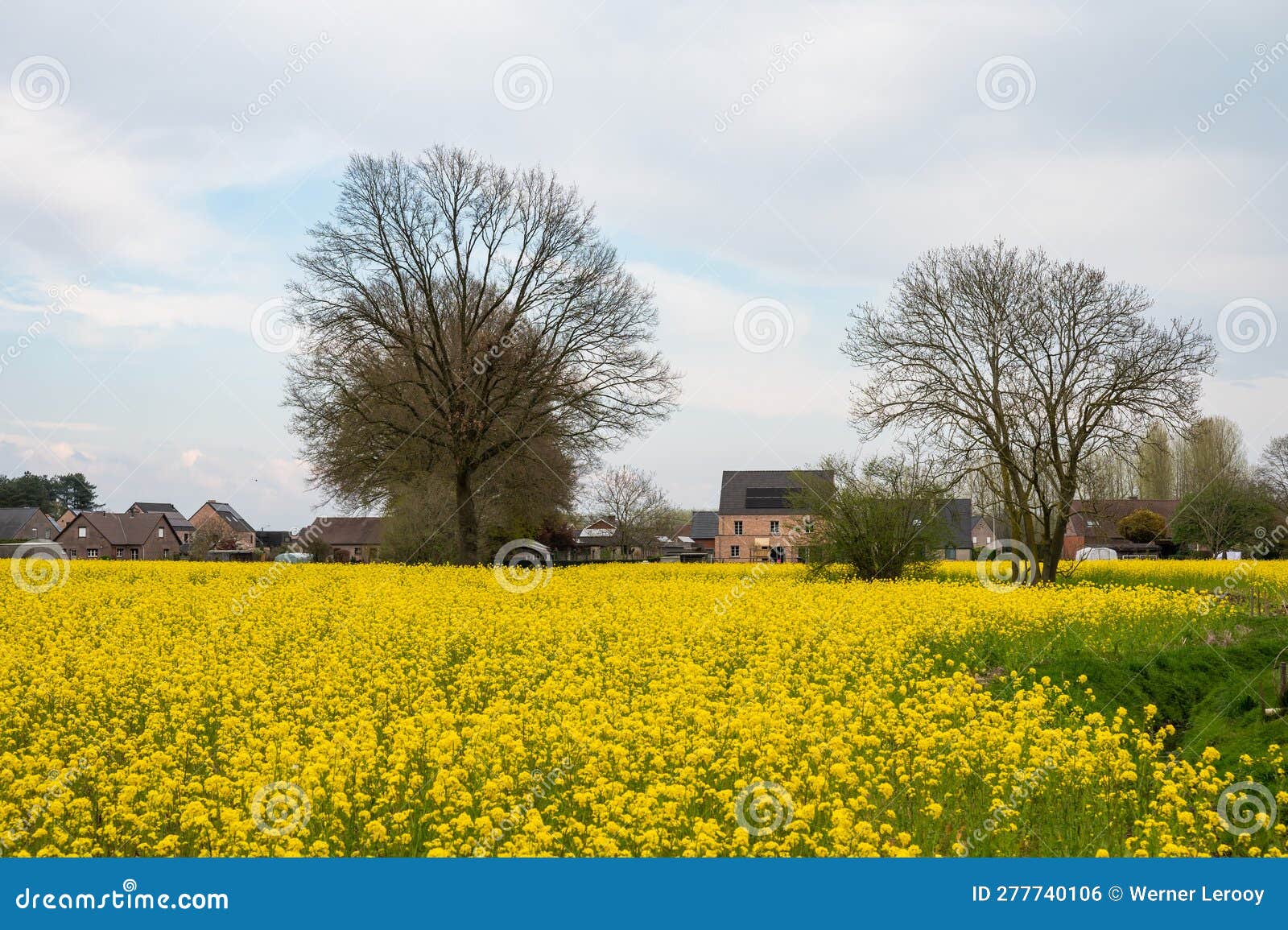Green and Yellow Fields of Rapeseed for Biogas Farming, Belgium Stock ...